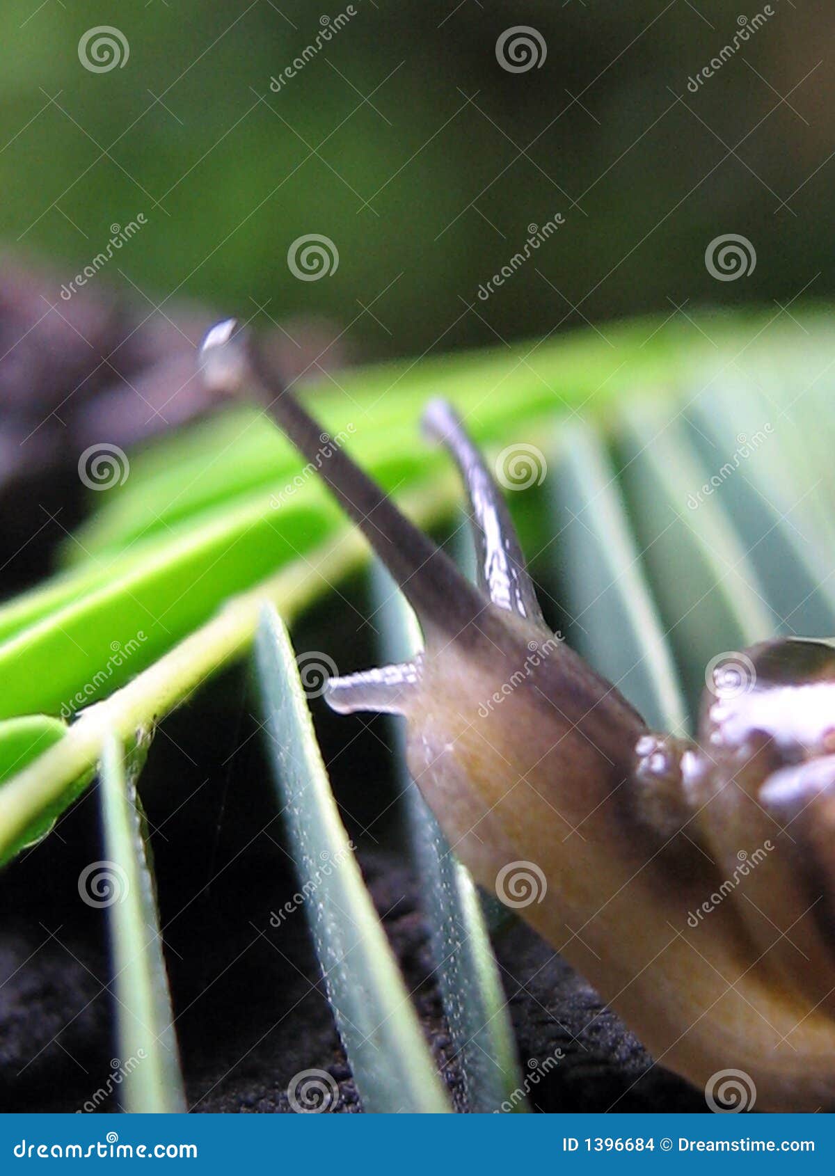 Snailface stock photo. Image of colours, head, rare, leaves - 1396684