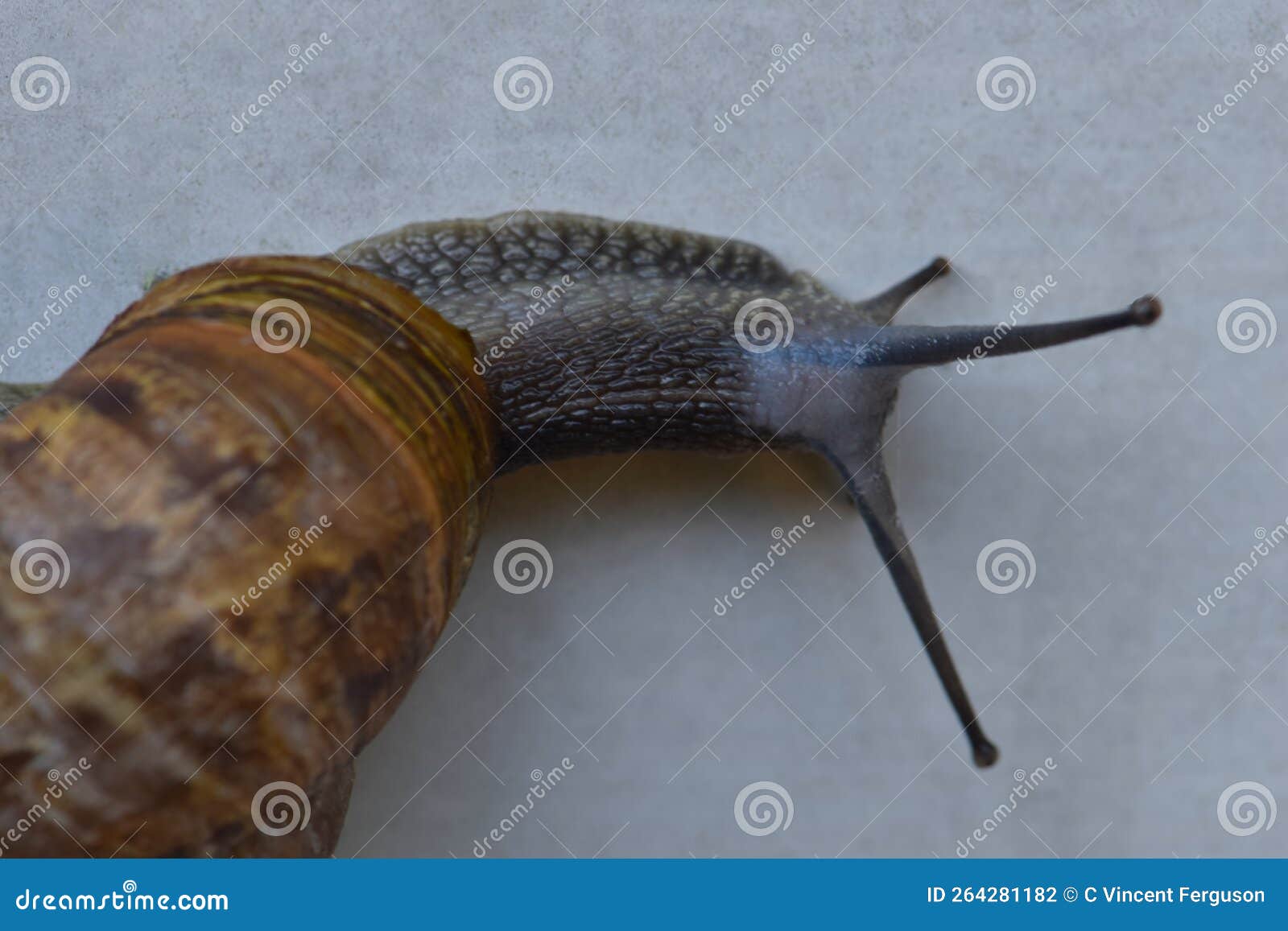 Hard Shell Snailhead on Wall 01 Stock Photo - Image of brown, mollusc ...