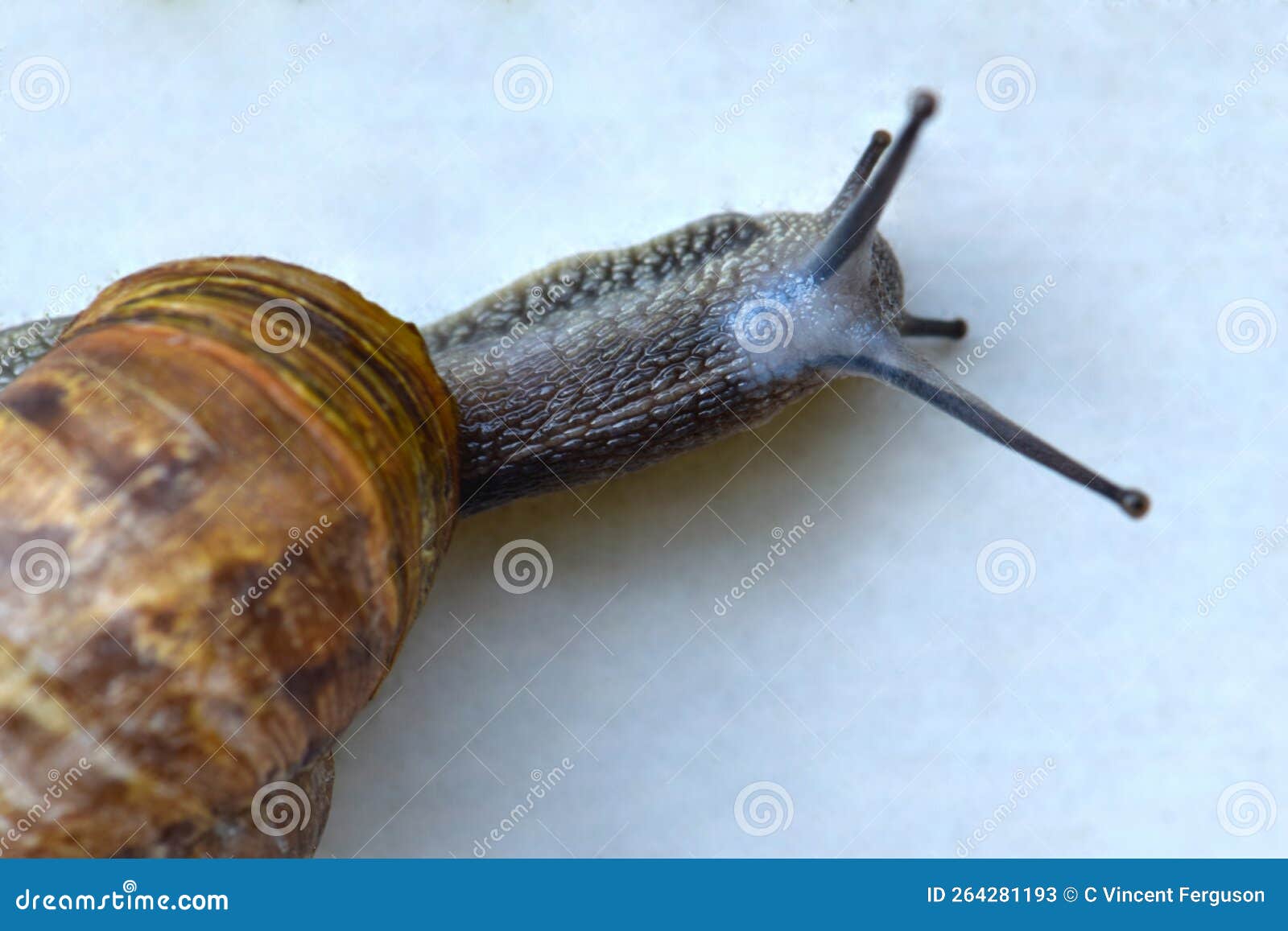 Hard Shell Snailhead on Wall 03 Stock Image - Image of outdoor ...