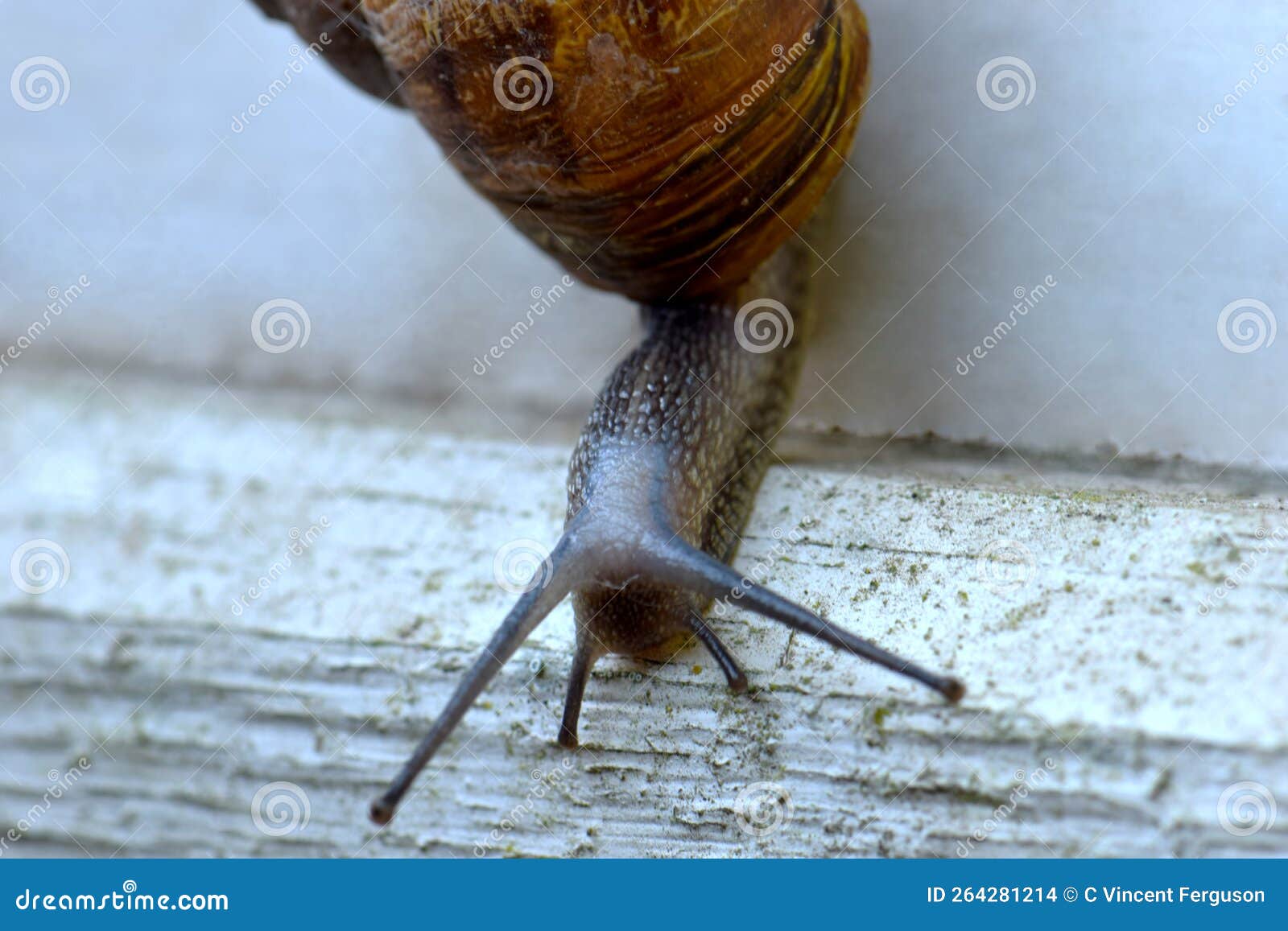 Hard Shell Snailhead on Wall 05 Stock Photo - Image of dirty, outdoor ...