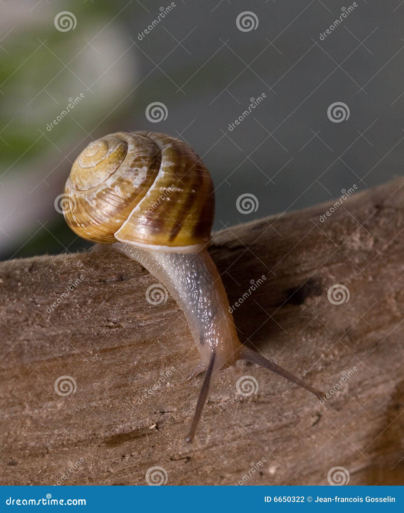 Snaill on a brach stock photo. Image of translucent, stripes - 6650322