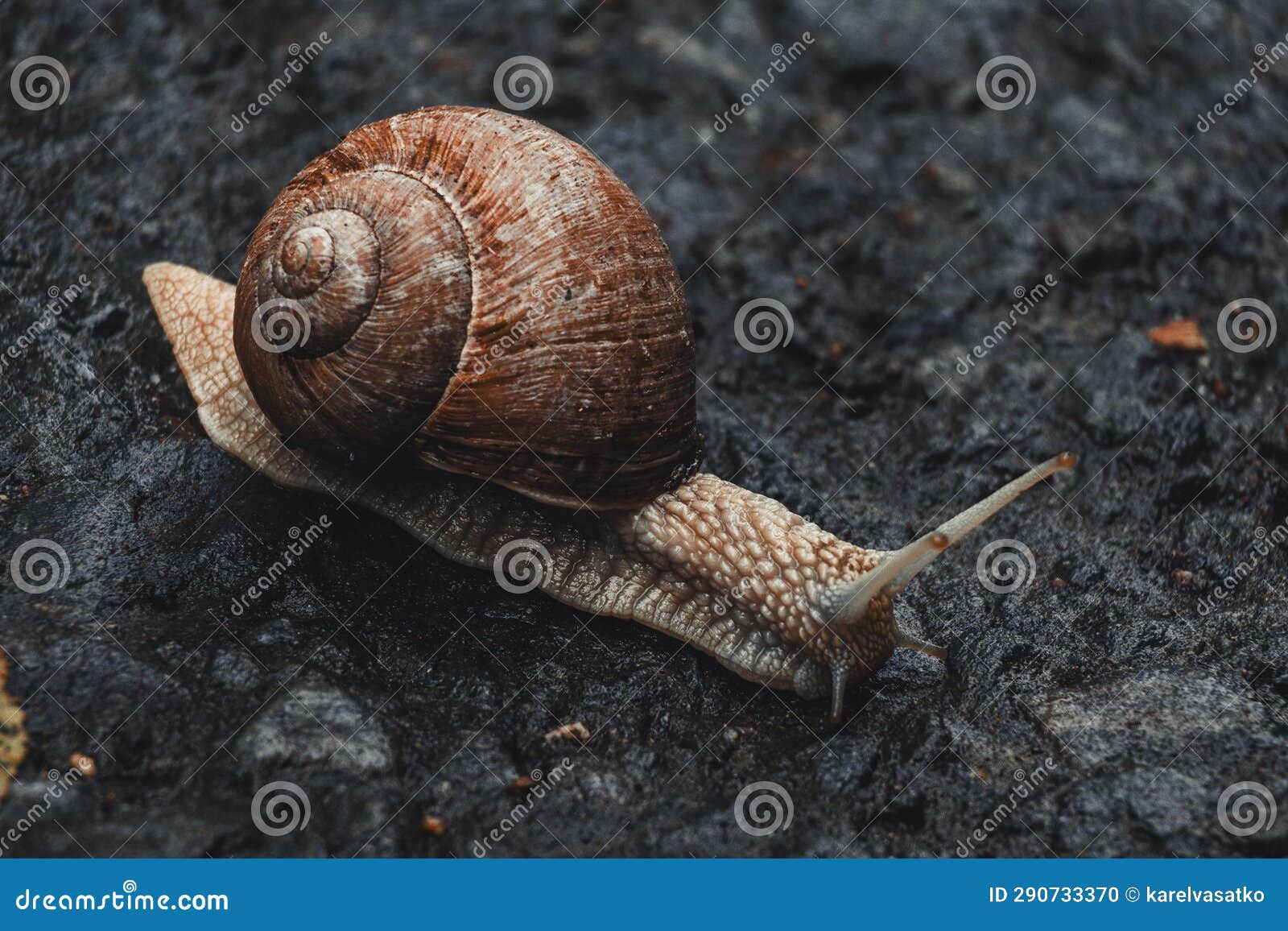 A Snaill with Brown Shell on Asphalt Road Stock Photo - Image of ...