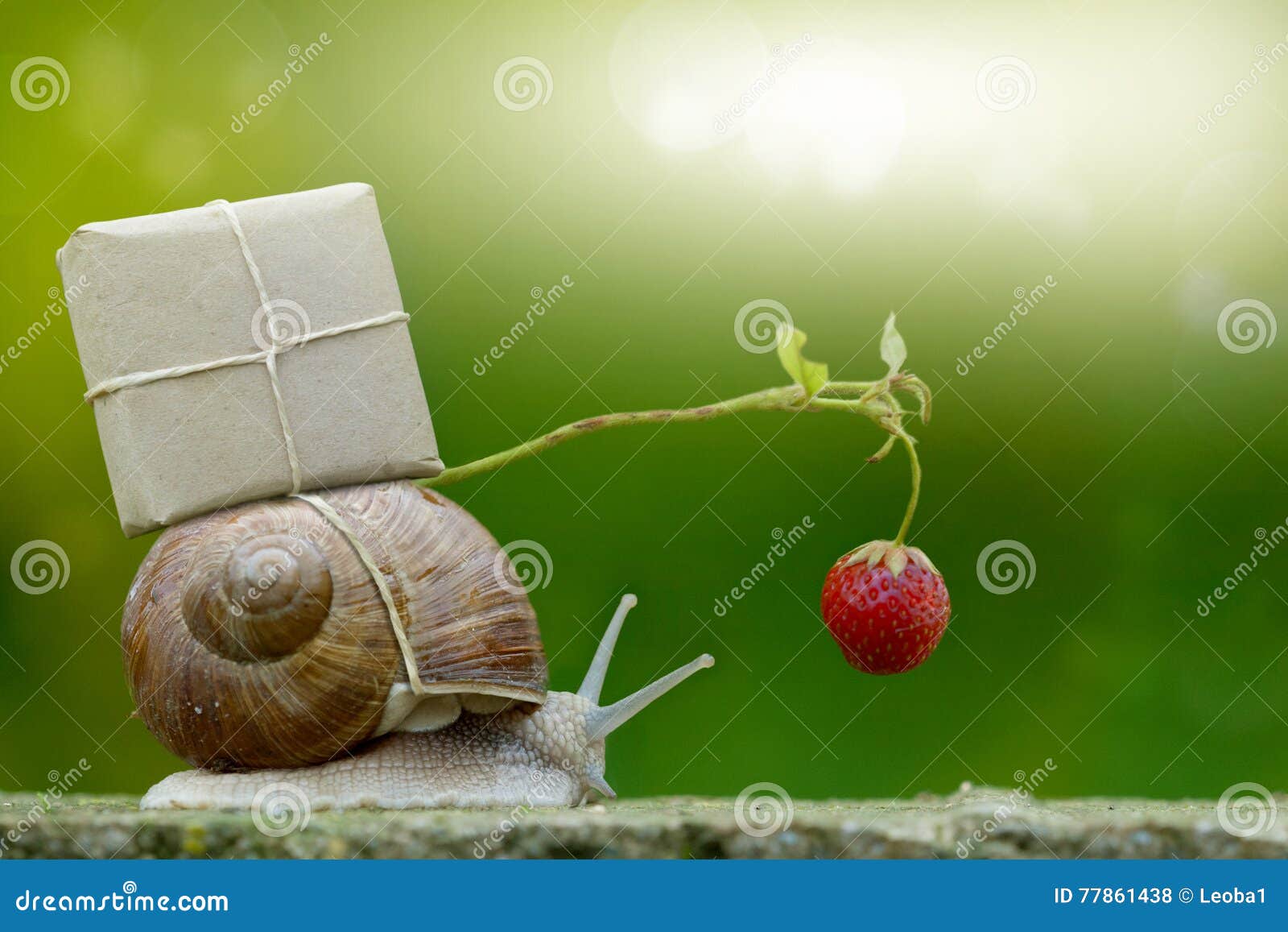 Snailmail, Snail with Package on the Snail Shell Stock Photo - Image of ...