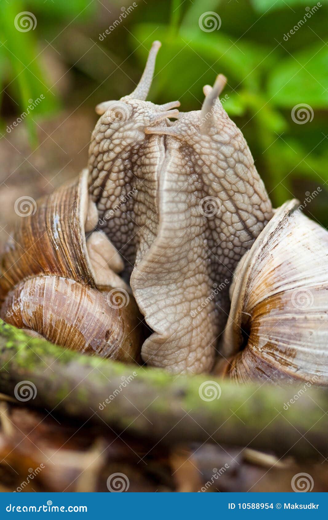 Snails stock photo. Image of couple, ostracean, spring - 10588954
