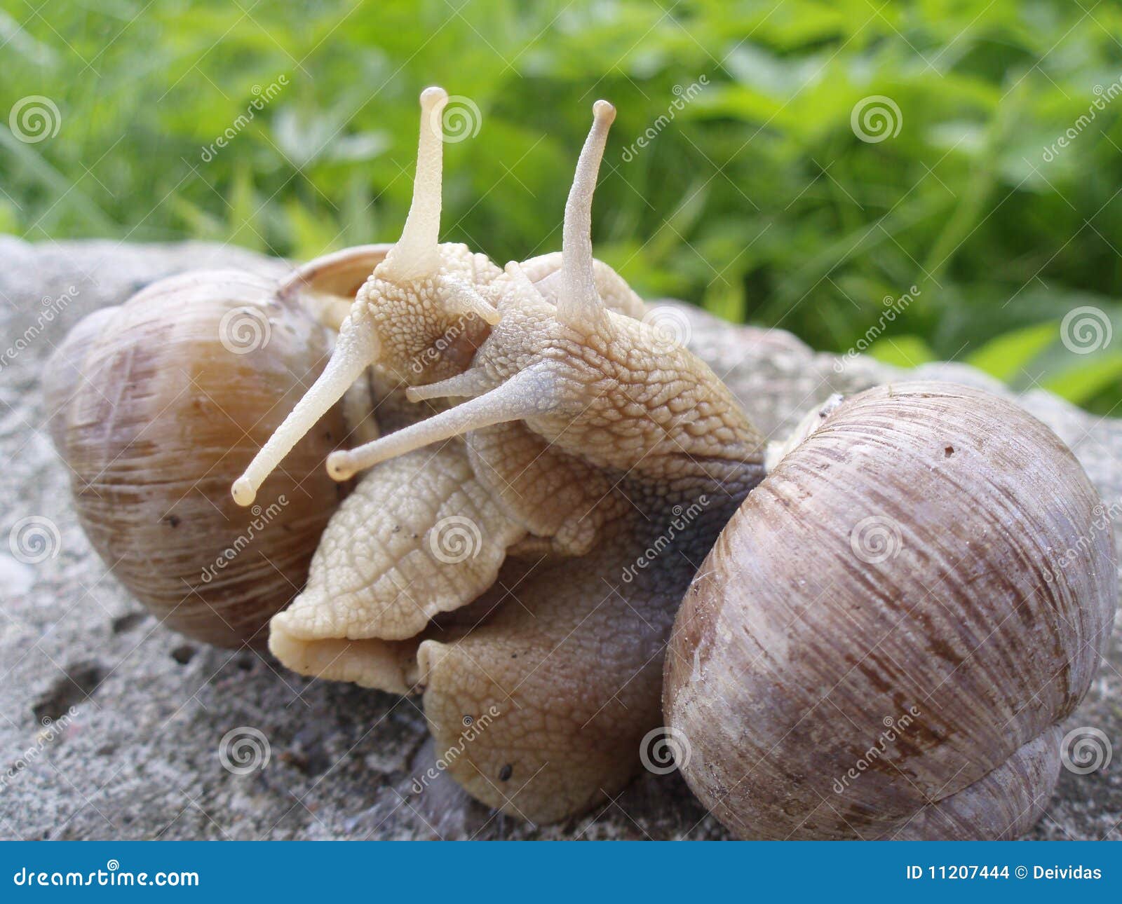 Snails stock photo. Image of nature, romance, kiss, romantic - 11207444