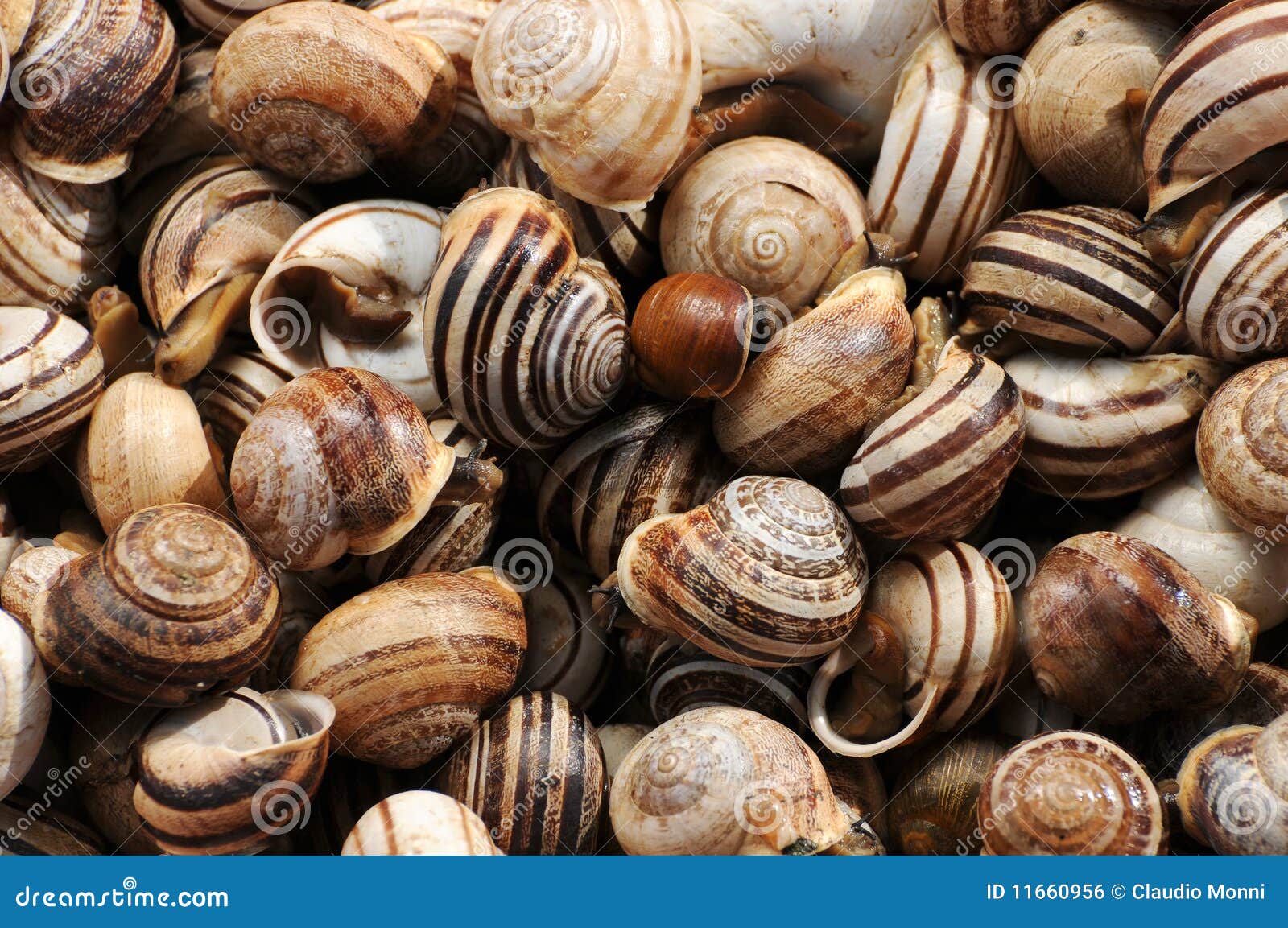 Snails stock photo. Image of strips, alive, shell, italian - 11660956