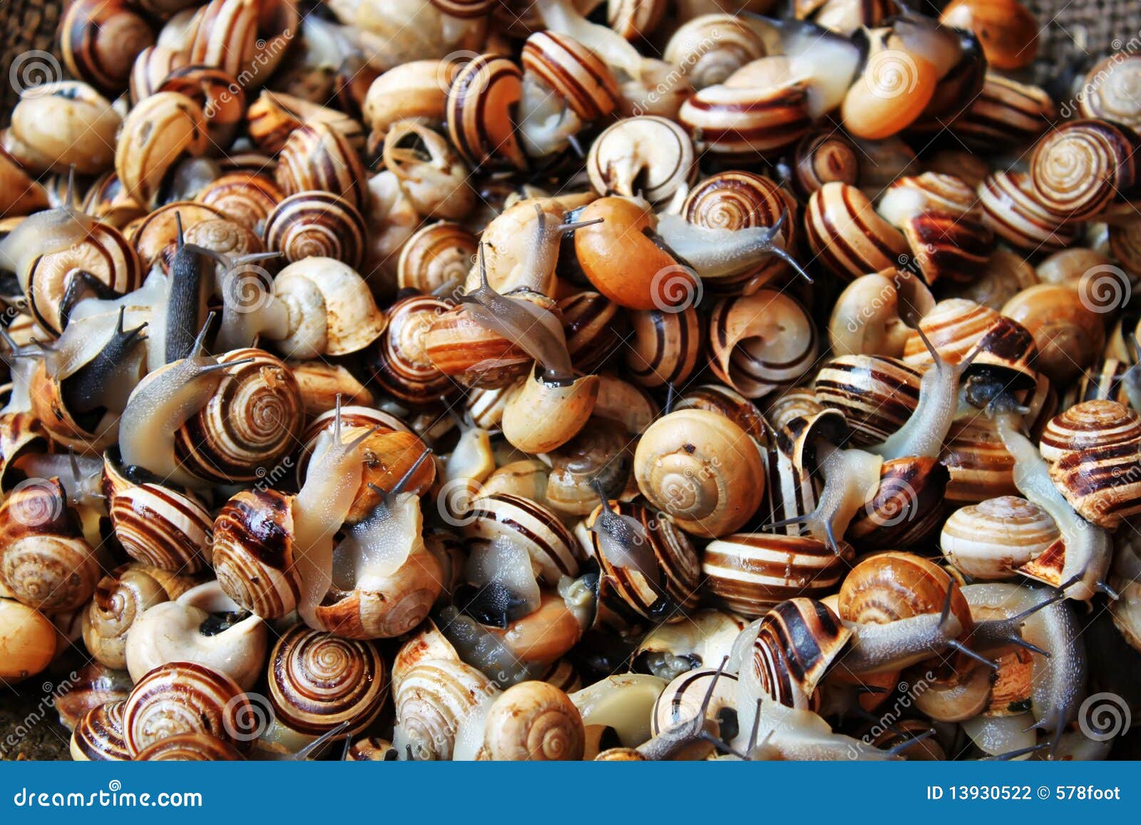 416 Colored Snails Stock Photos - Free & Royalty-Free Stock Photos from ...