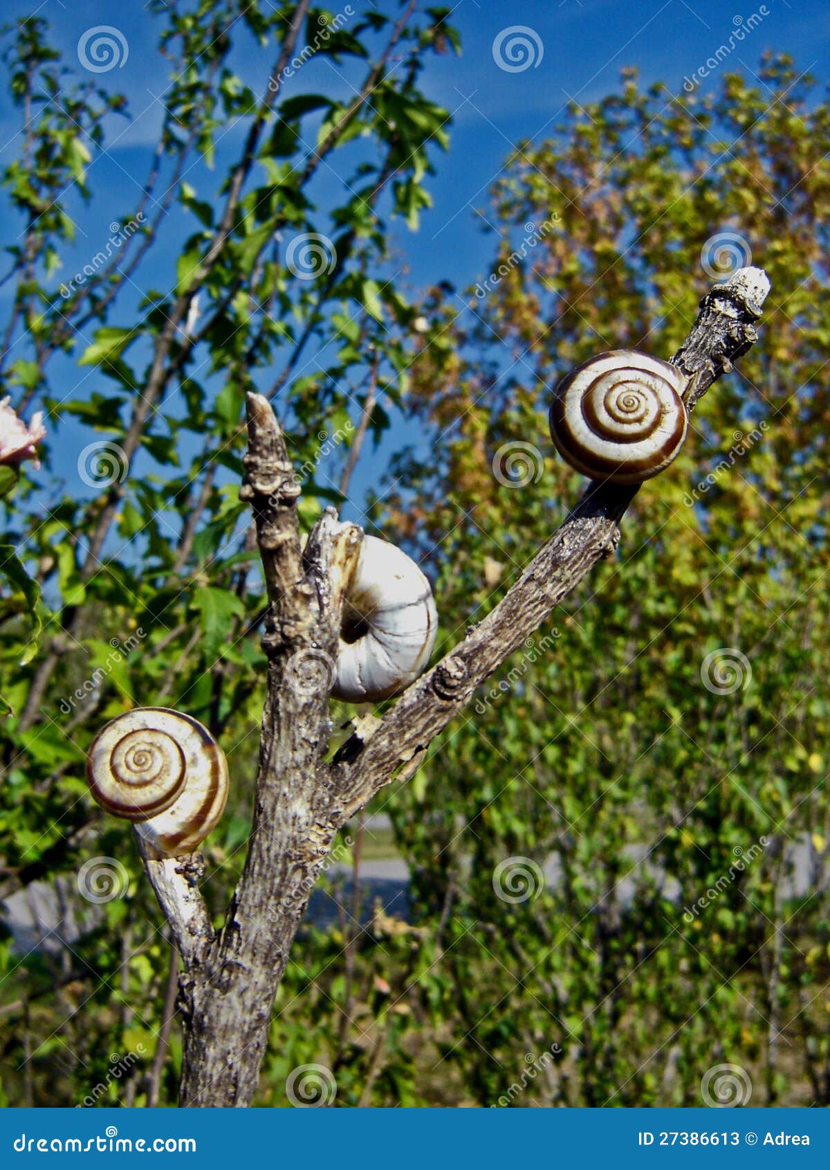 Snails Sleeping on a Branch Stock Image - Image of suck, hard: 27386613