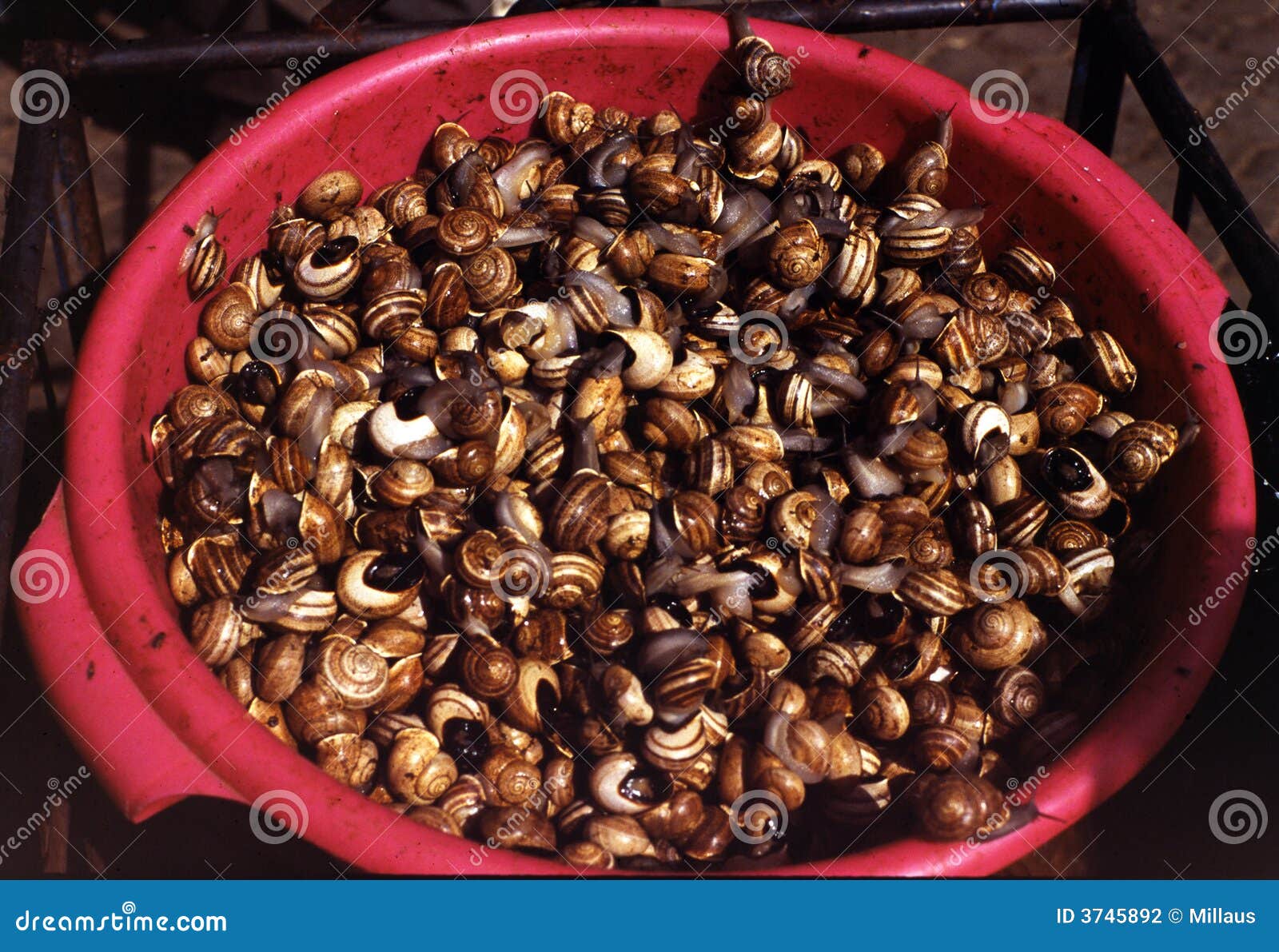 Snails stock photo. Image of close, slithery, animal, slithering - 3745892