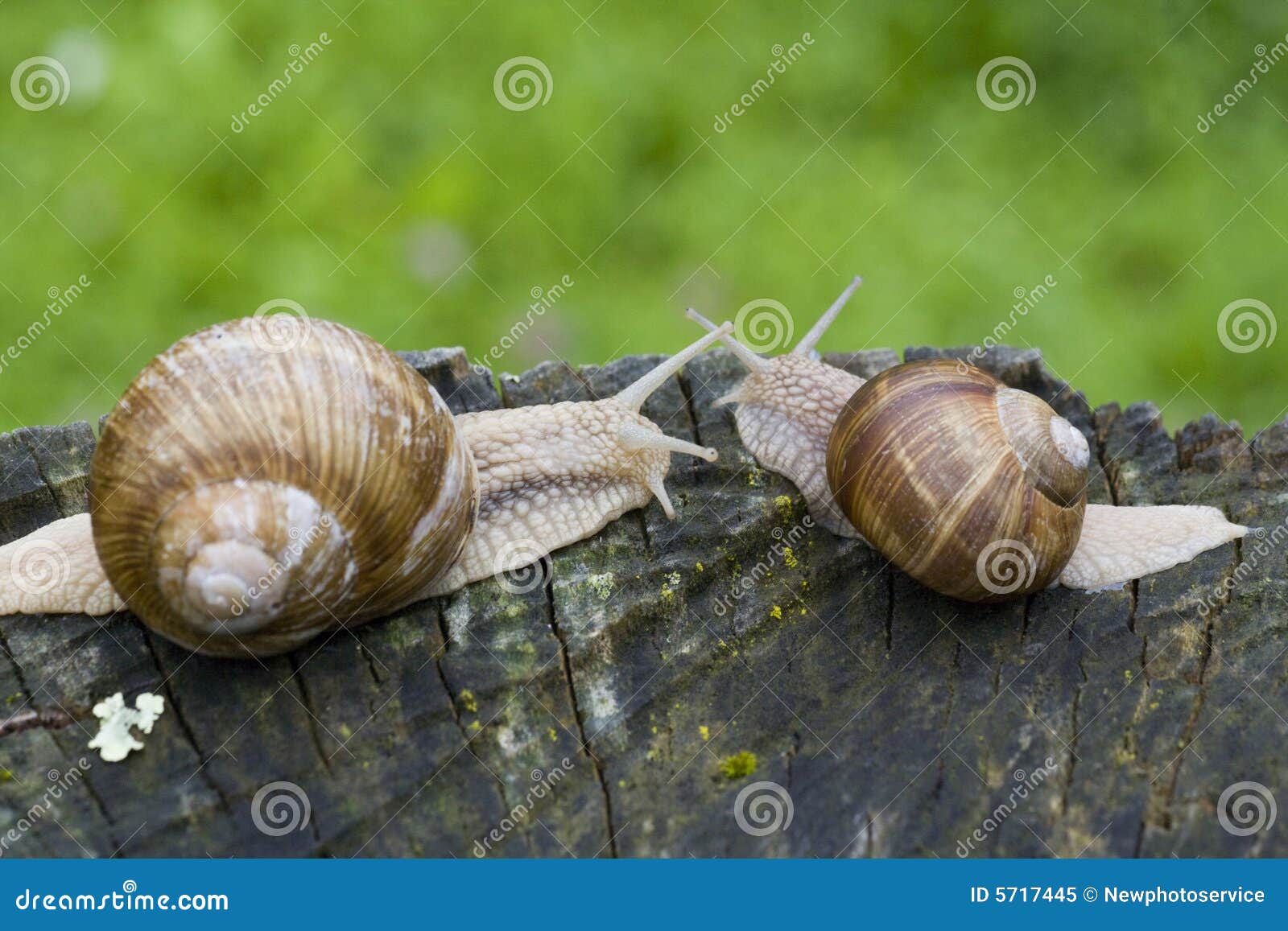 Snails stock image. Image of cuisine, delay, alive, family - 5717445