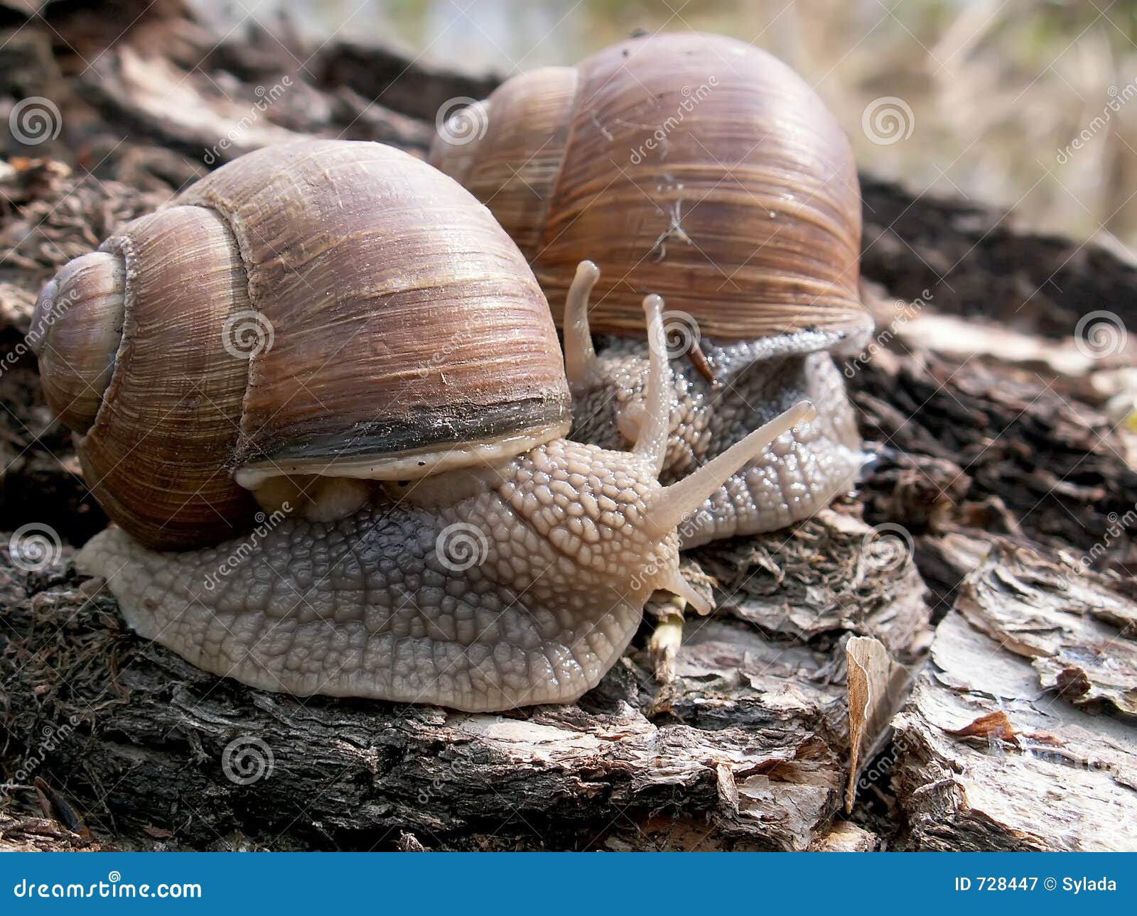 162 Snails Stick Stock Photos - Free & Royalty-Free Stock Photos from ...