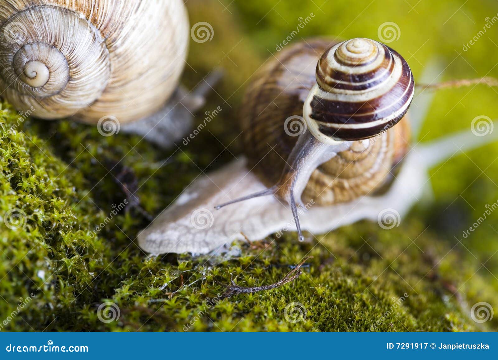 Snails stock image. Image of flora, body, slow, stunt - 7291917