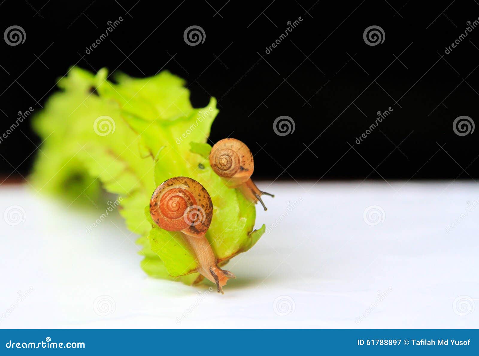 The snails in action stock image. Image of background - 61788897