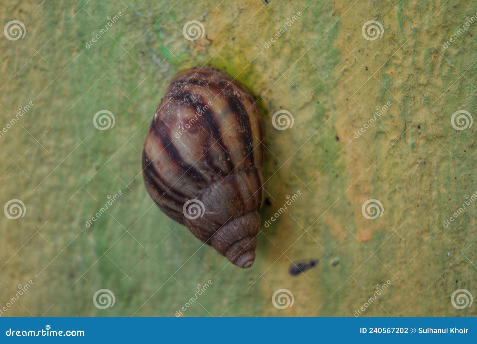 Snails that Appear in the Rainy Season Stock Photo - Image of flower ...