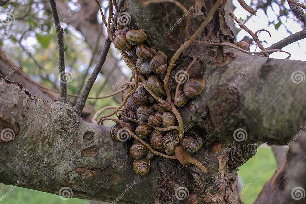 Snails in an apple tree stock image. Image of family - 277350075
