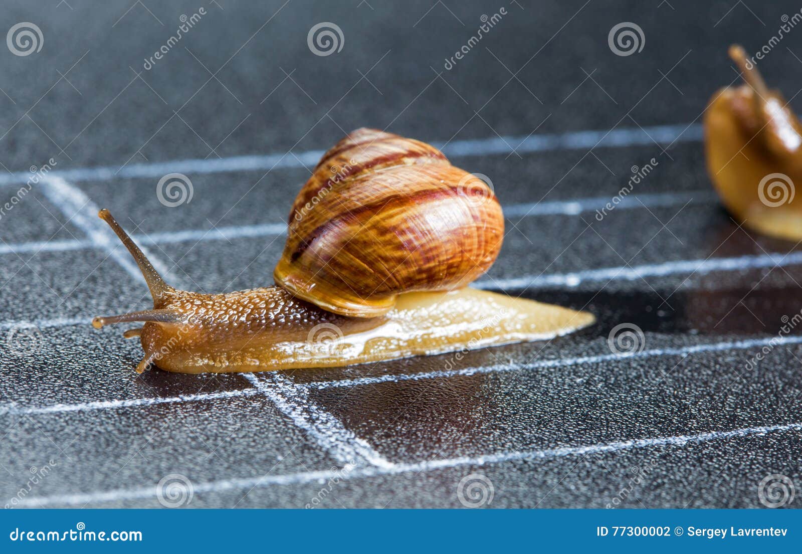 Snails on the Athletic Track Stock Photo - Image of moving, marathon ...
