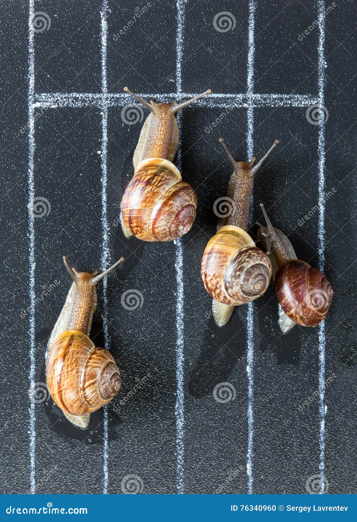 Snails on the Athletic Track Stock Photo - Image of helix, athletic ...