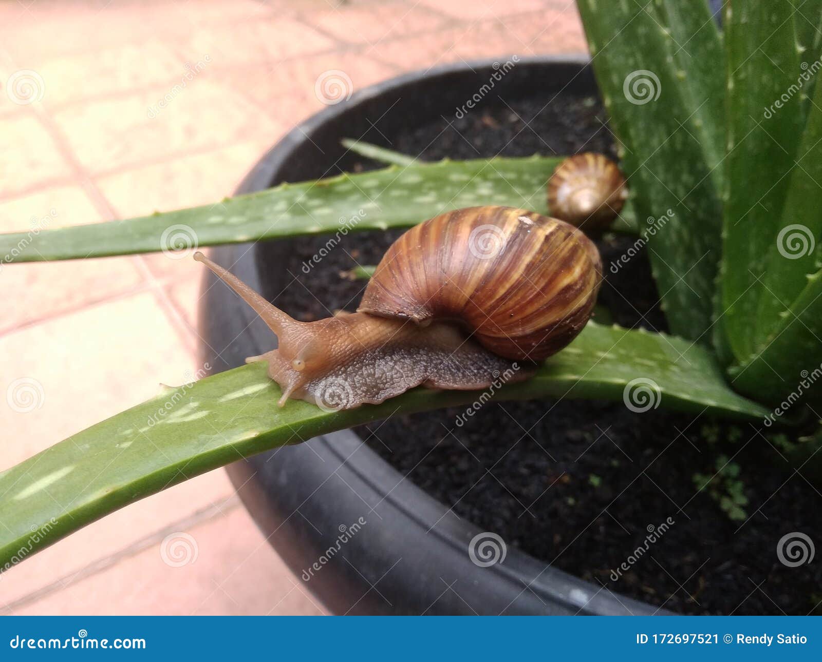 Snails attack the plant stock image. Image of garden - 172697521