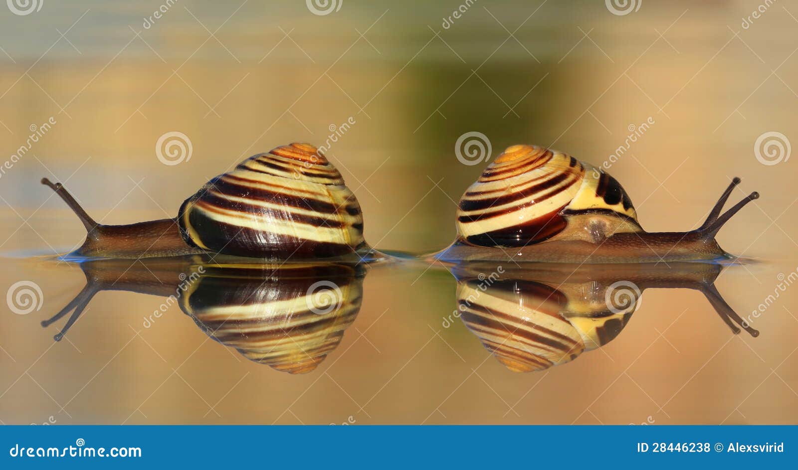 Snails back to back stock photo. Image of decelerate - 28446238
