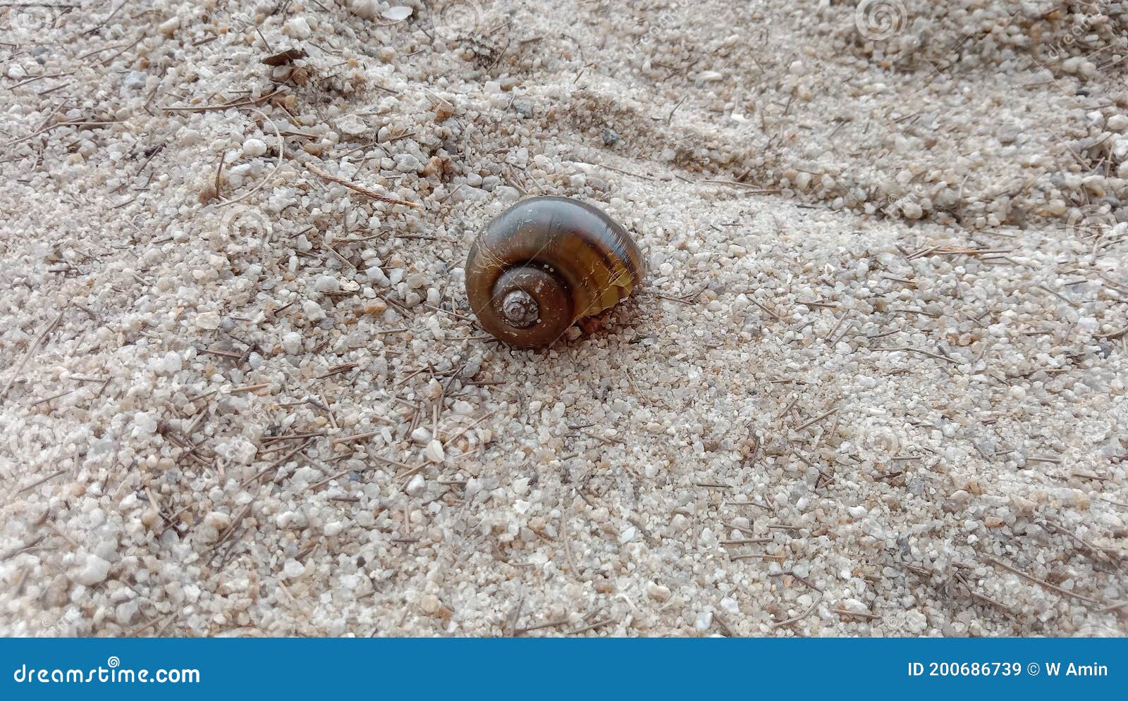 Snails on the beach stock image. Image of seafood, stranded - 200686739