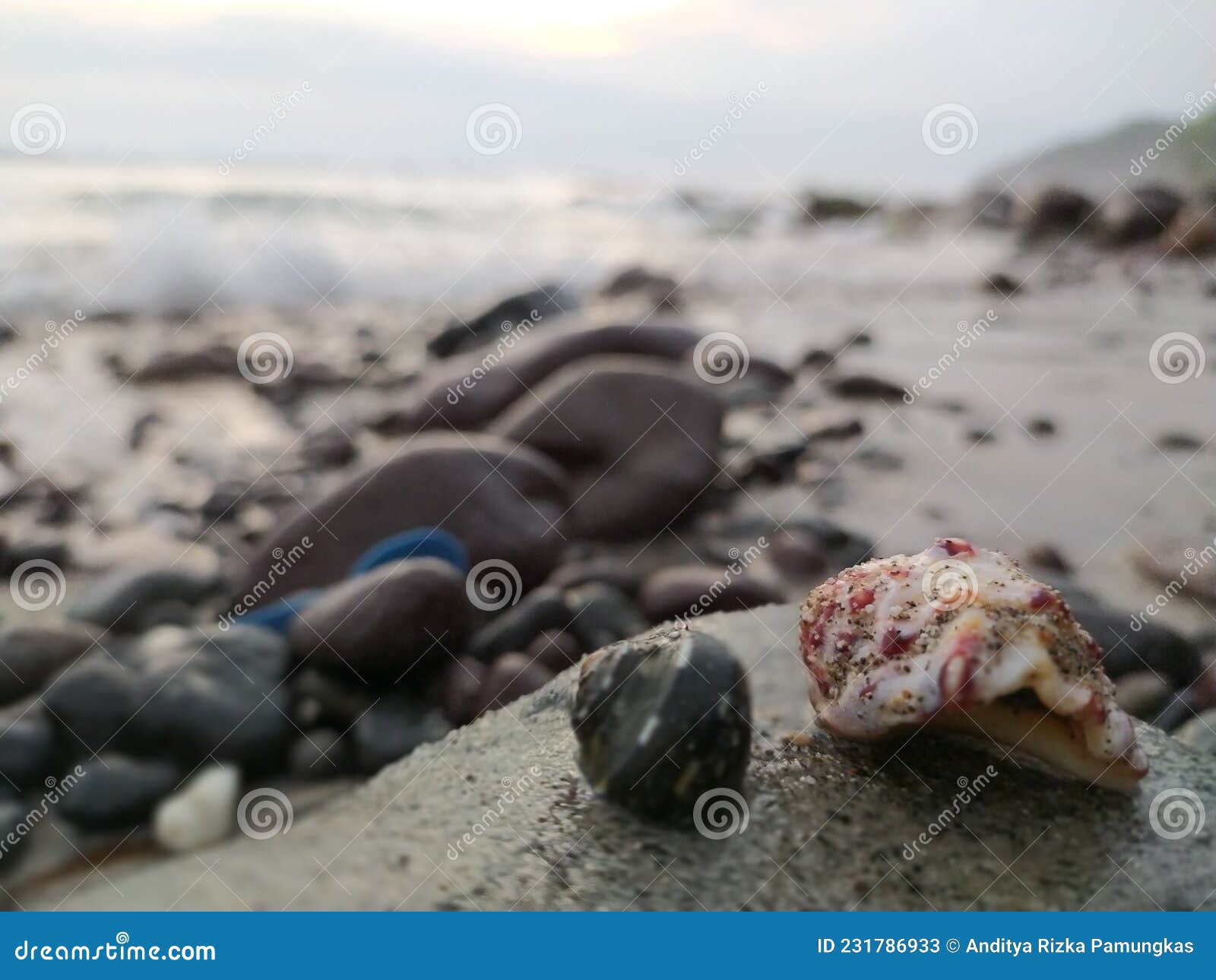 2 snails on the beach stock image. Image of sand, geology - 231786933