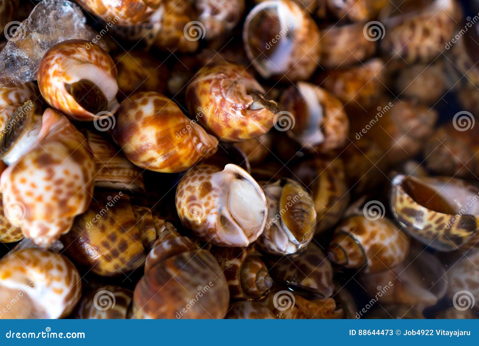 The snails stock image. Image of wildlife, whelk, background - 88644473