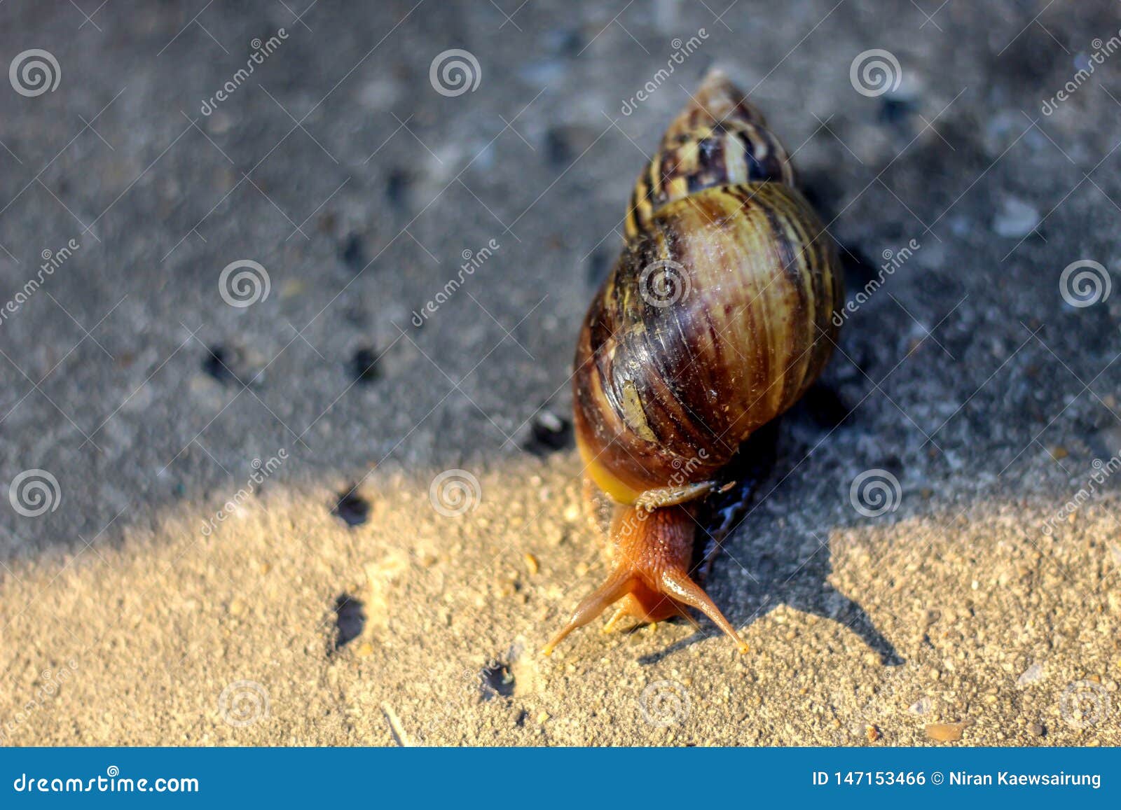 Snails with Brown Striped Shell, Crawling on Old Concrete Stock Photo ...