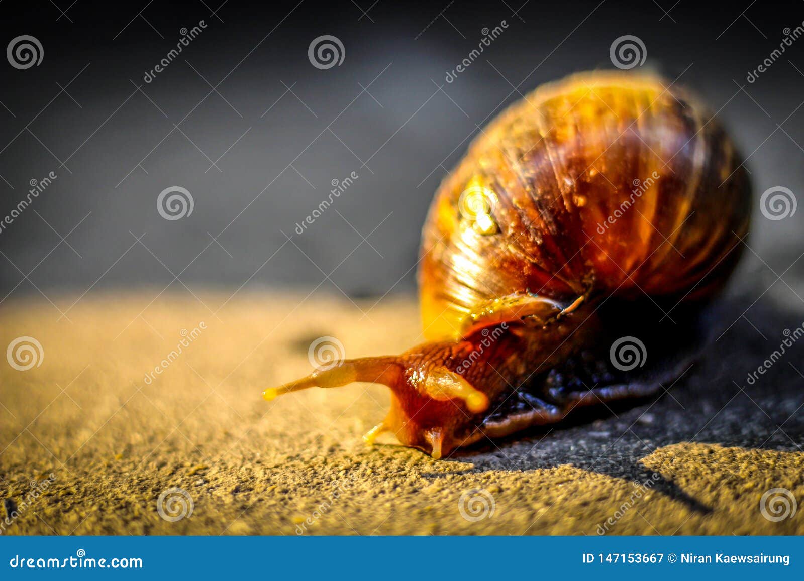 Snails with Brown Striped Shell, Crawling on Old Concrete Stock Image ...