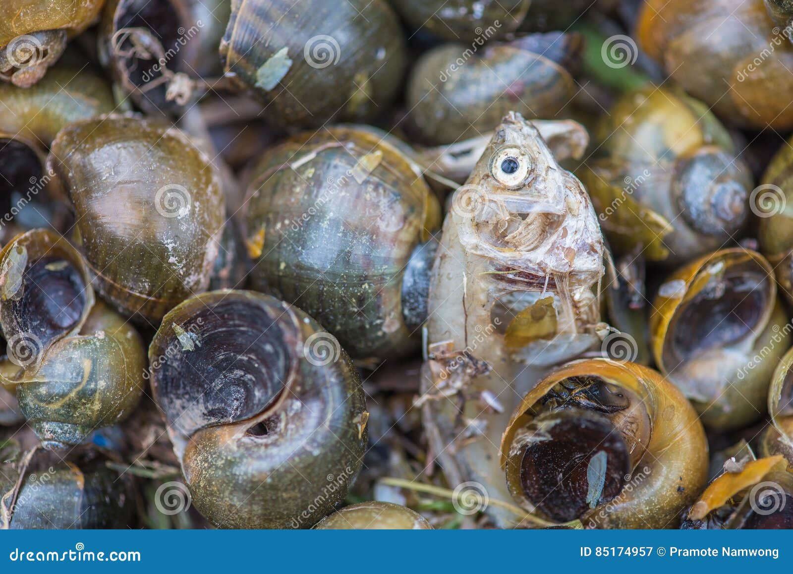 Snails Carcass and Death Fish Stock Image - Image of blow, aspersum ...