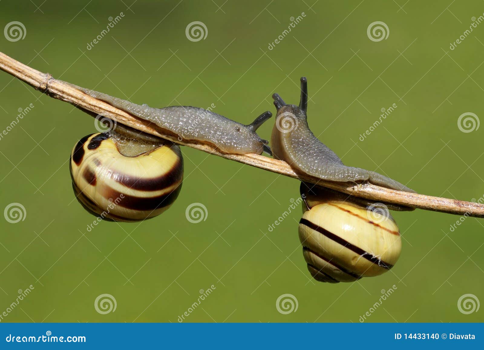 Snails (cepaea nemoralis) stock photo. Image of nemoralis - 14433140