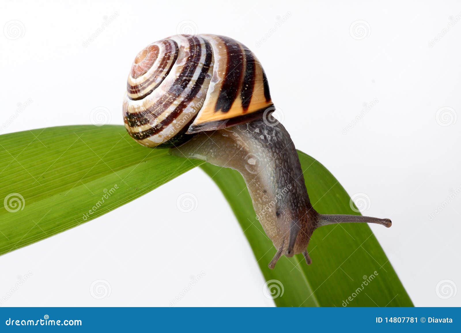 Snails (cepaea nemoralis) stock image. Image of close - 14807781