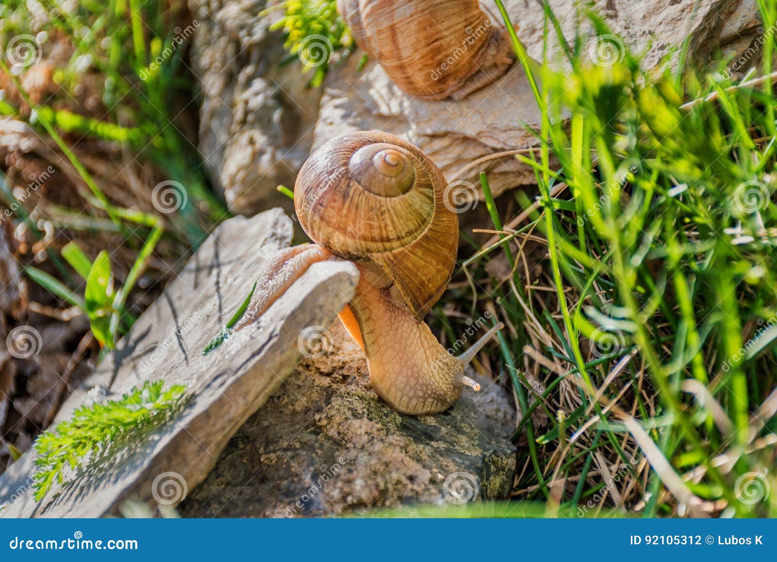 Snails Climbing on the Rock Stock Photo - Image of isolated, garden ...