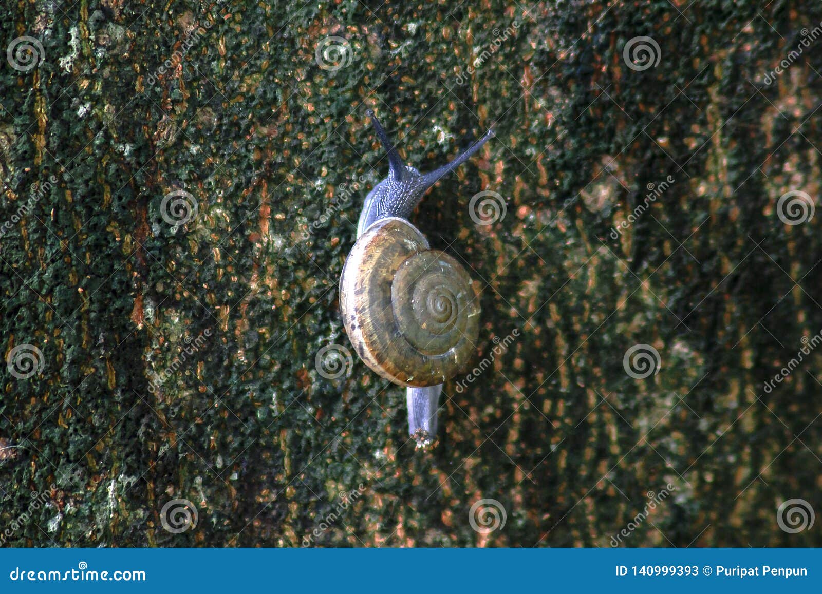 Snails are Climbing Up the Trees. Stock Image - Image of close, grass ...