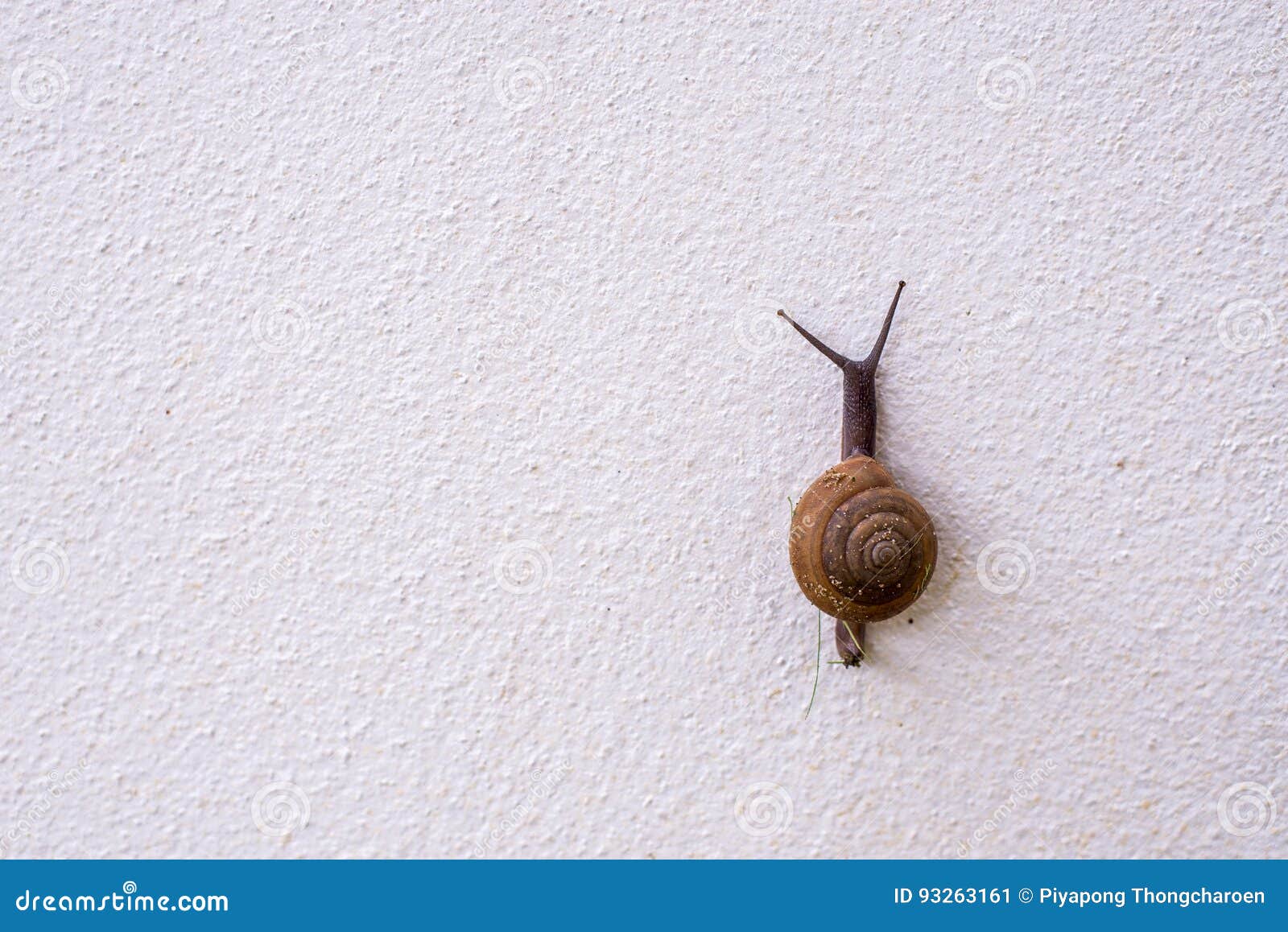 Snails are climbing walls stock image. Image of grow - 93263161