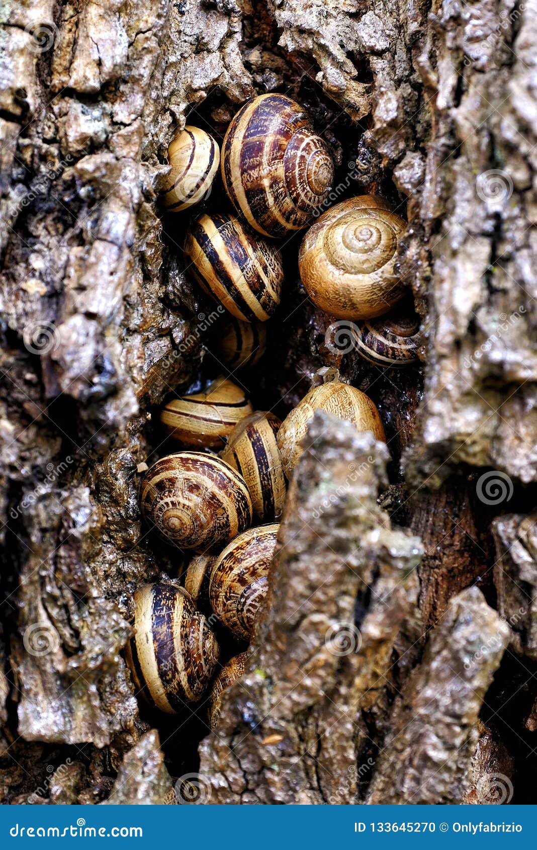 Snails stock photo. Image of nest, escargot, nesting - 133645270