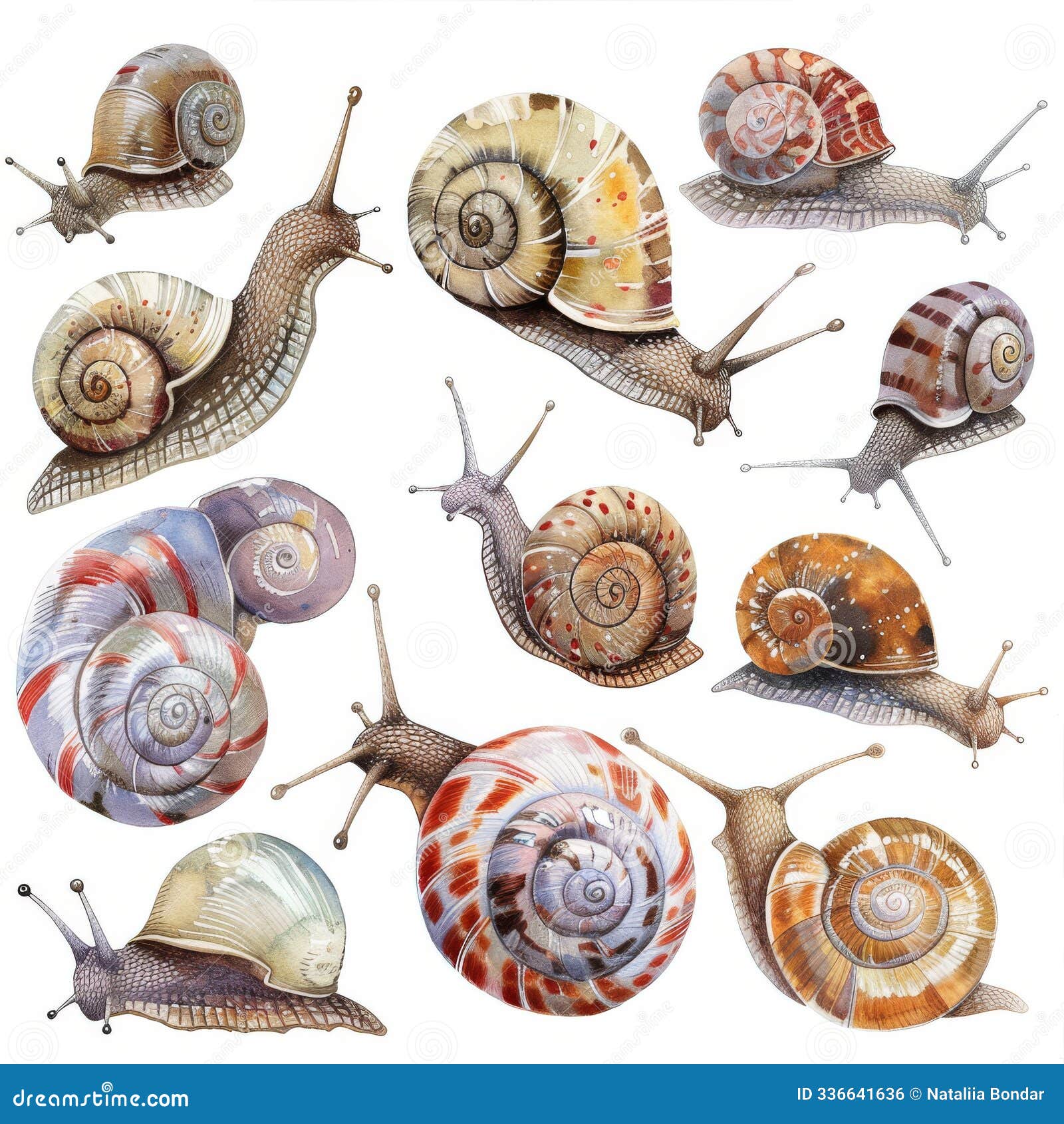Snails Collection Isolated On Transparent Background. Various Shell ...