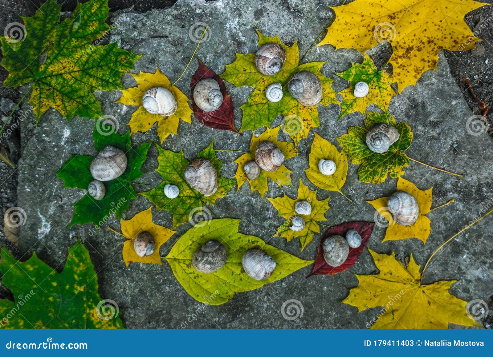 Snails on Colorful Leaves. Autumn Abstraction Stock Image - Image of ...