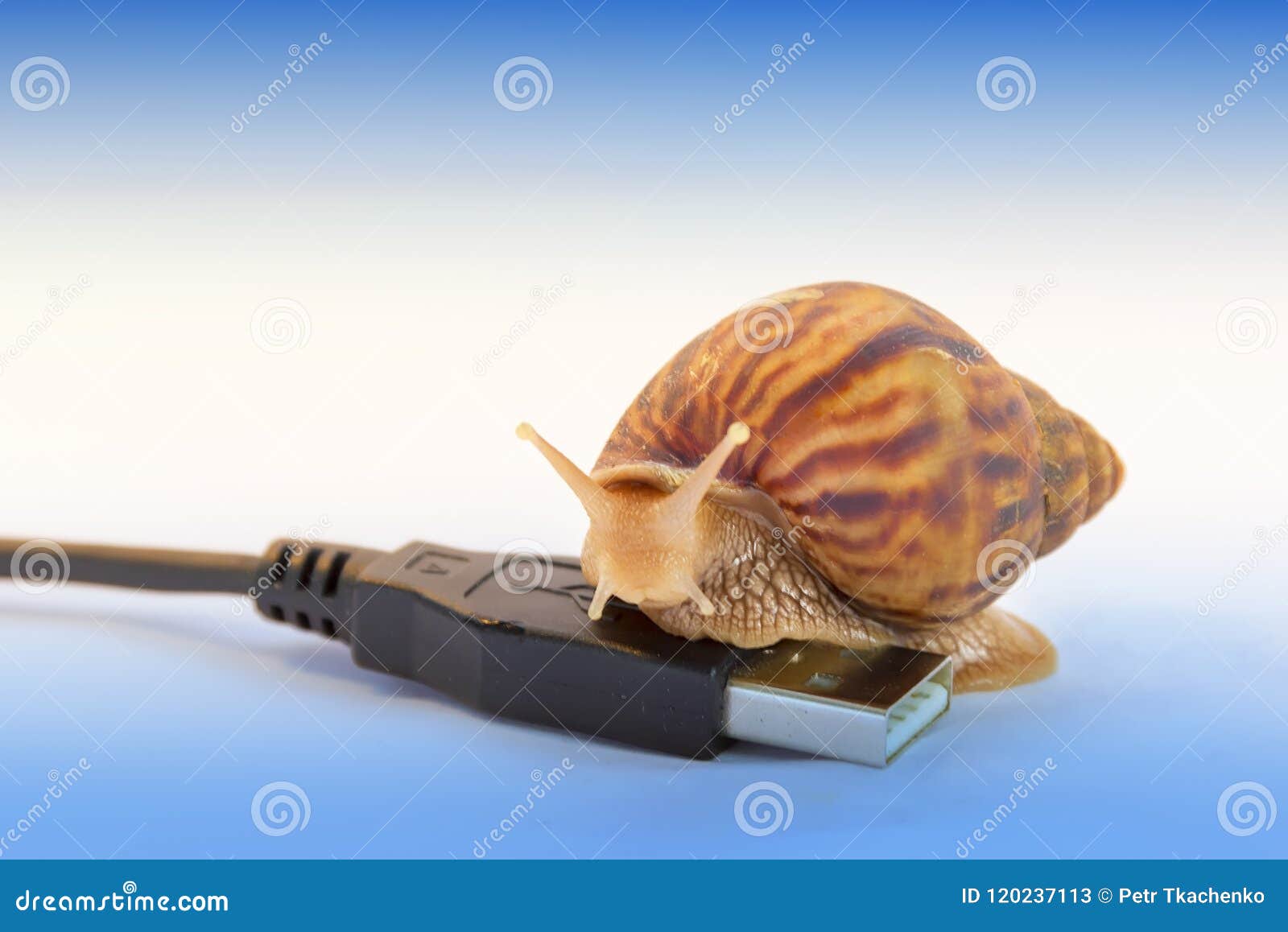 Snails and the Concept of Slow Internet Stock Image - Image of high ...