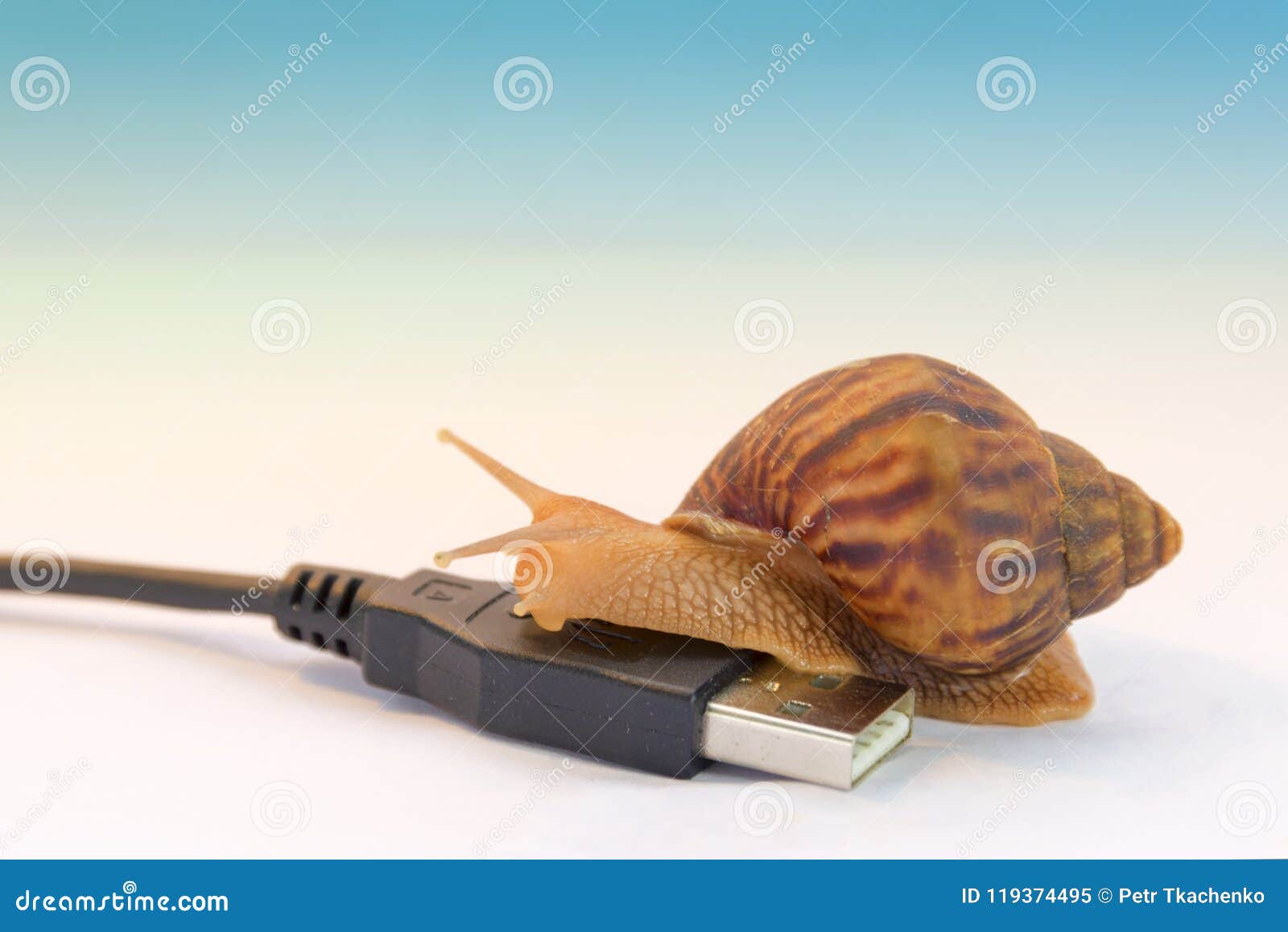 Snails and the Concept of Slow Internet Stock Image - Image of black ...