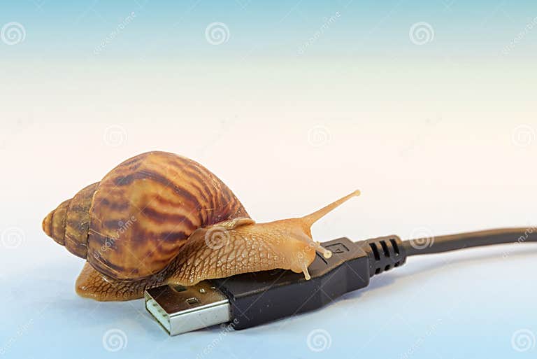 Snails and the Concept of Slow Internet Stock Photo - Image of internet ...