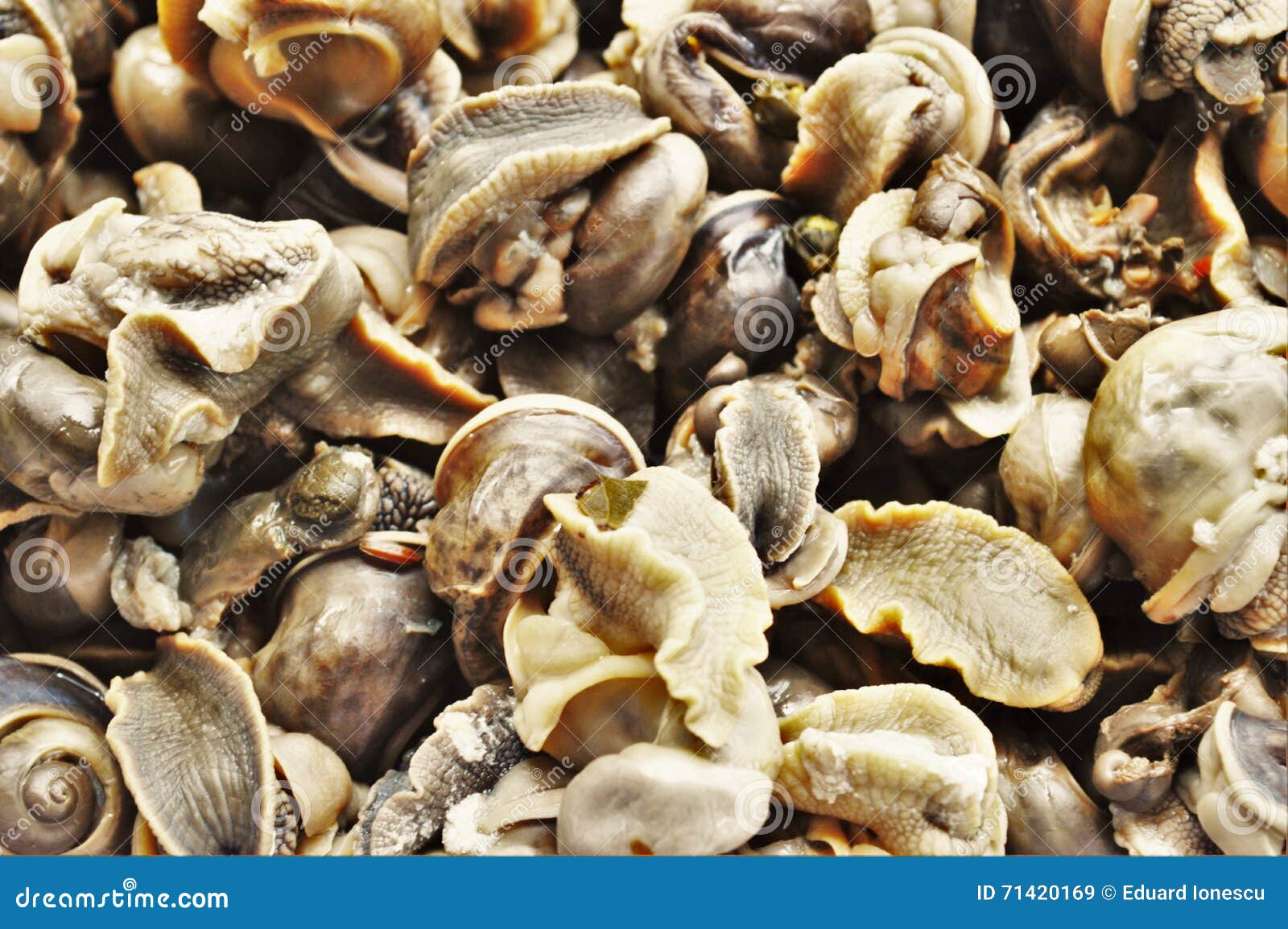 Snails stock image. Image of ecology, delicacy, animals - 71420169