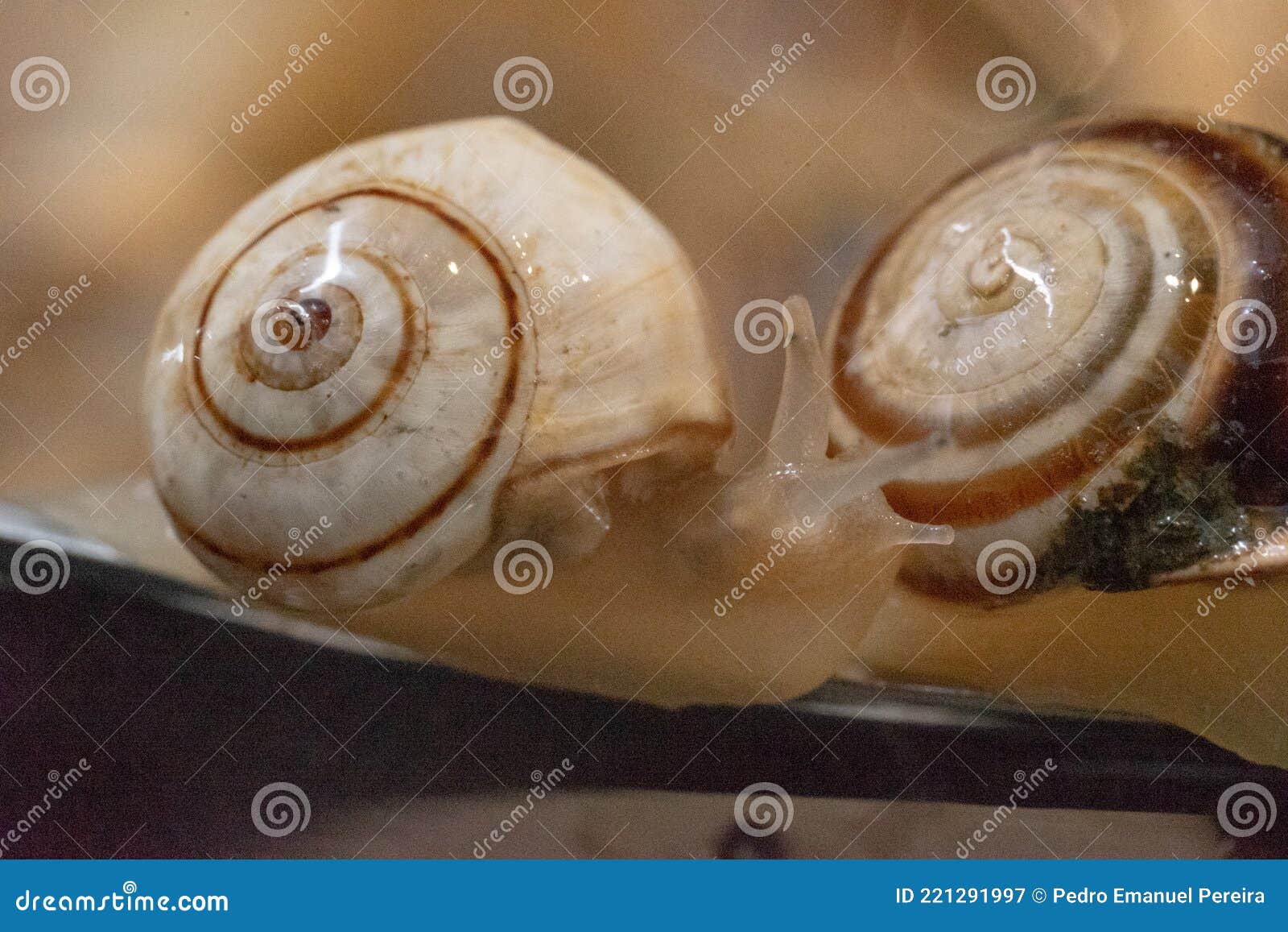 Snails in the Cooking Process Escaping from the Pan Stock Image - Image ...