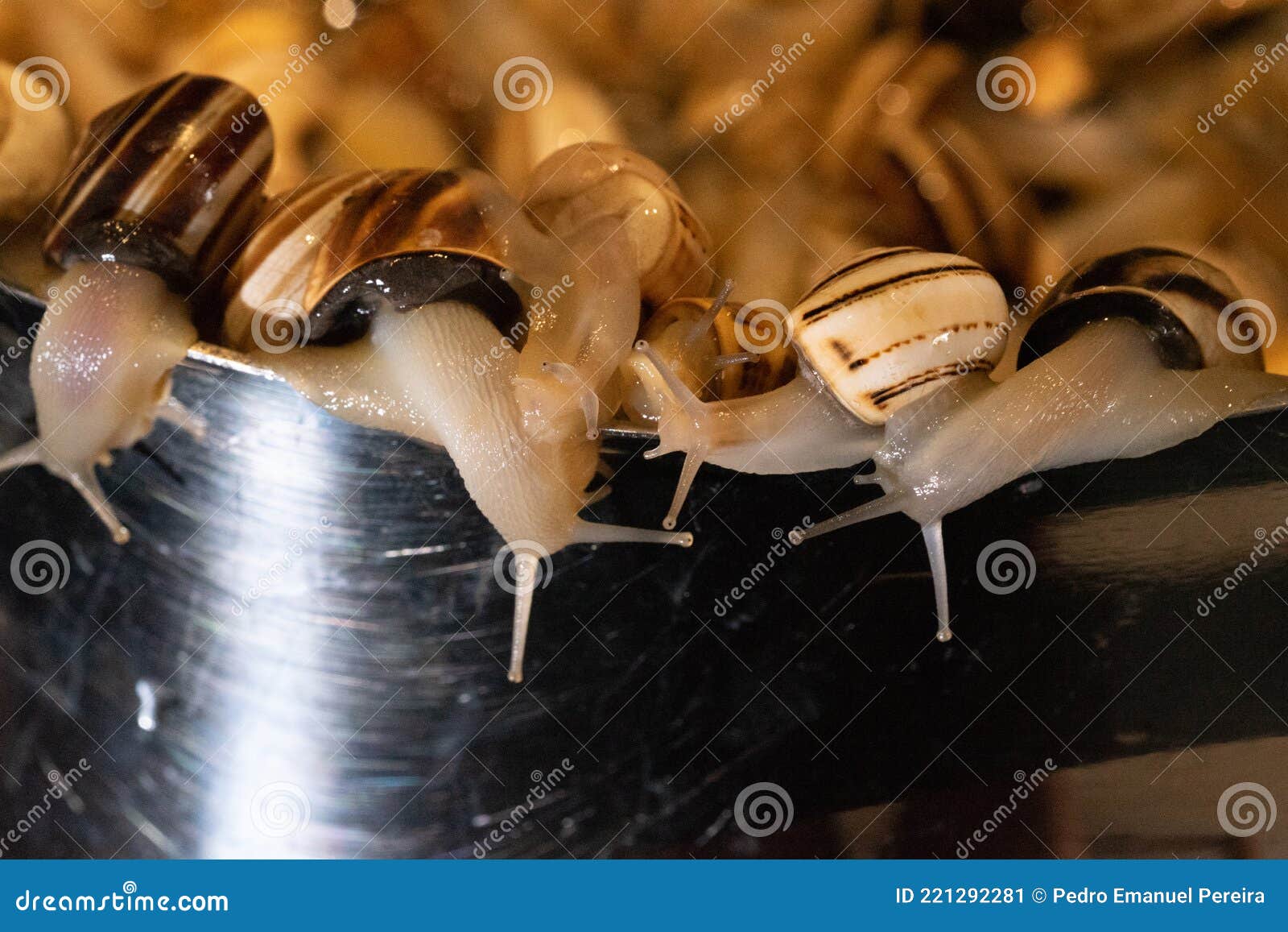 Snails in the Cooking Process Escaping from the Pan Stock Image - Image ...