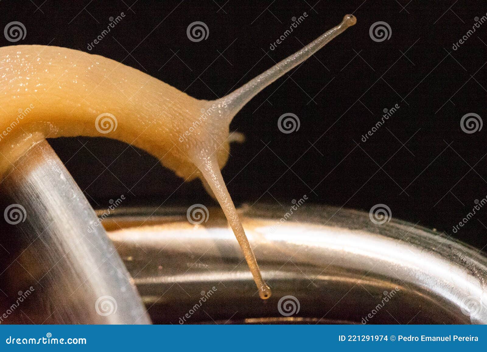 Snails in the Cooking Process Escaping from the Pan Stock Photo - Image ...