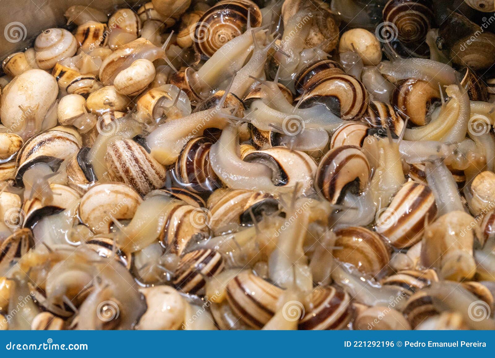 Snails in the Cooking Process Escaping from the Pan Stock Photo - Image ...