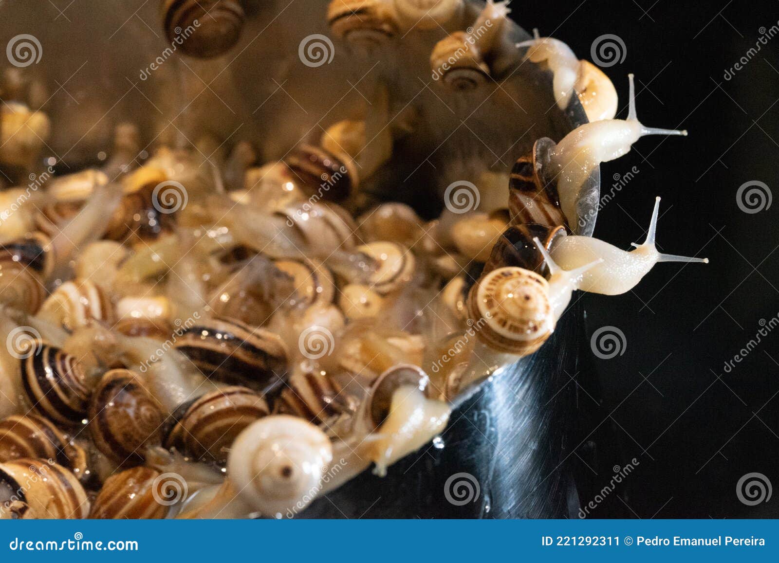 Snails in the Cooking Process Escaping from the Pan Stock Image - Image ...