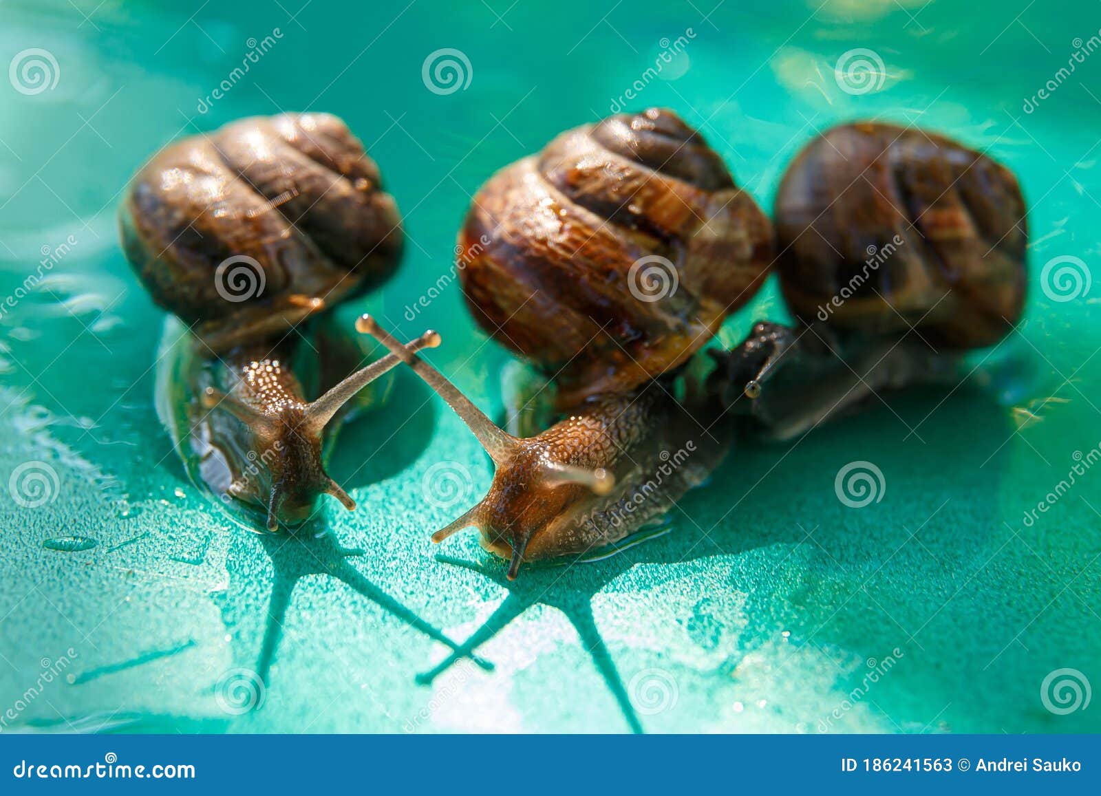 Snails Crawl on a Green Wet Surface Stock Image - Image of background ...