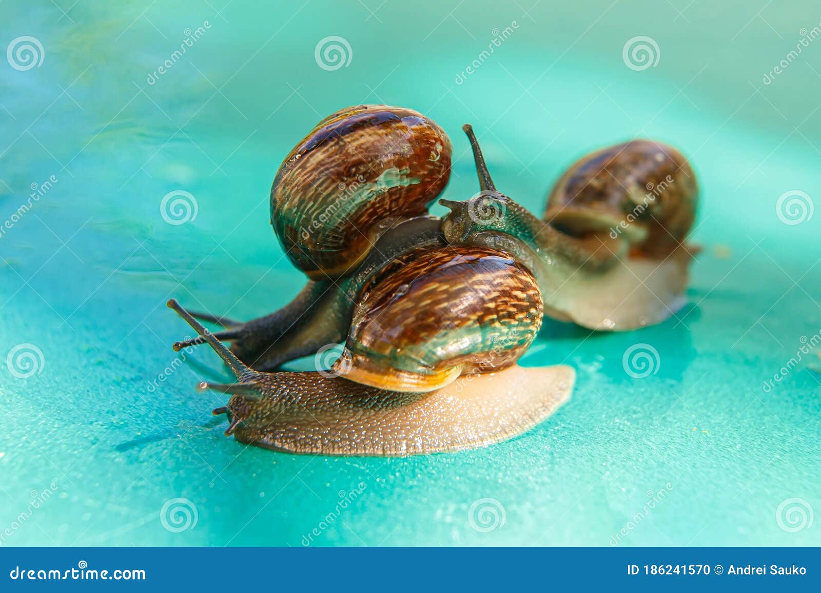 Snails Crawl on a Green Wet Surface Stock Photo - Image of brown, alone ...