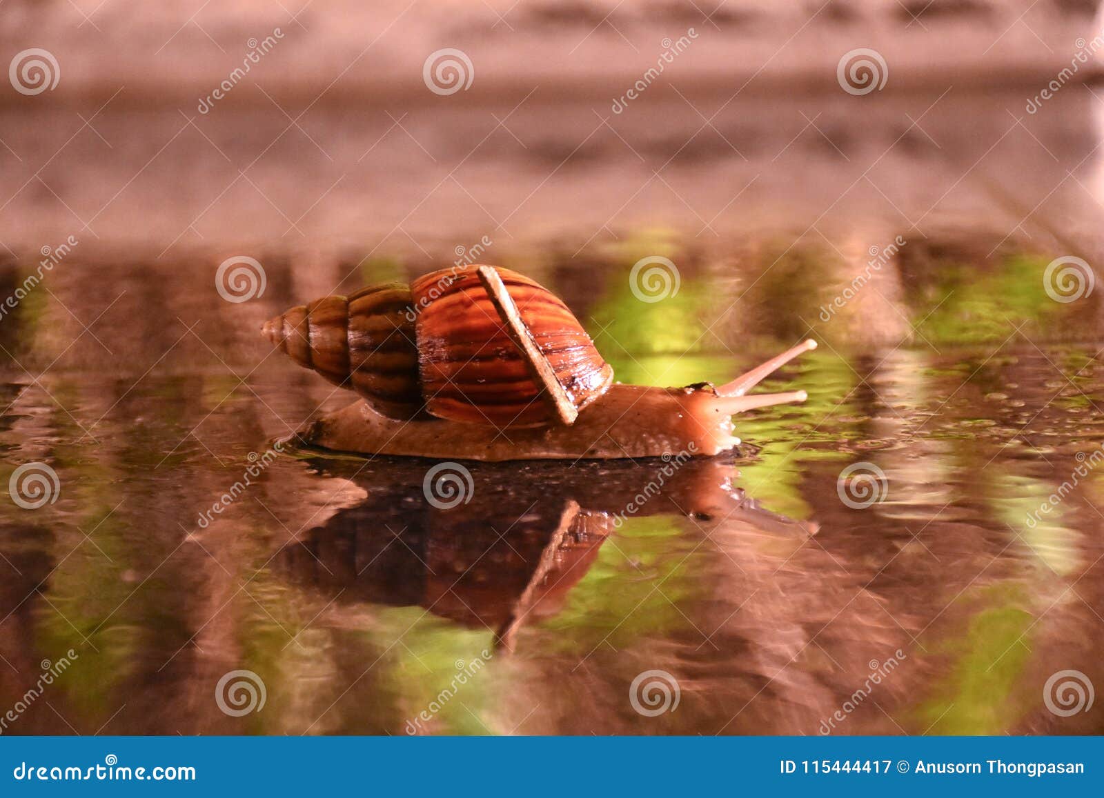 Snails Crawling on the Floor Stock Image - Image of nature, crawling ...