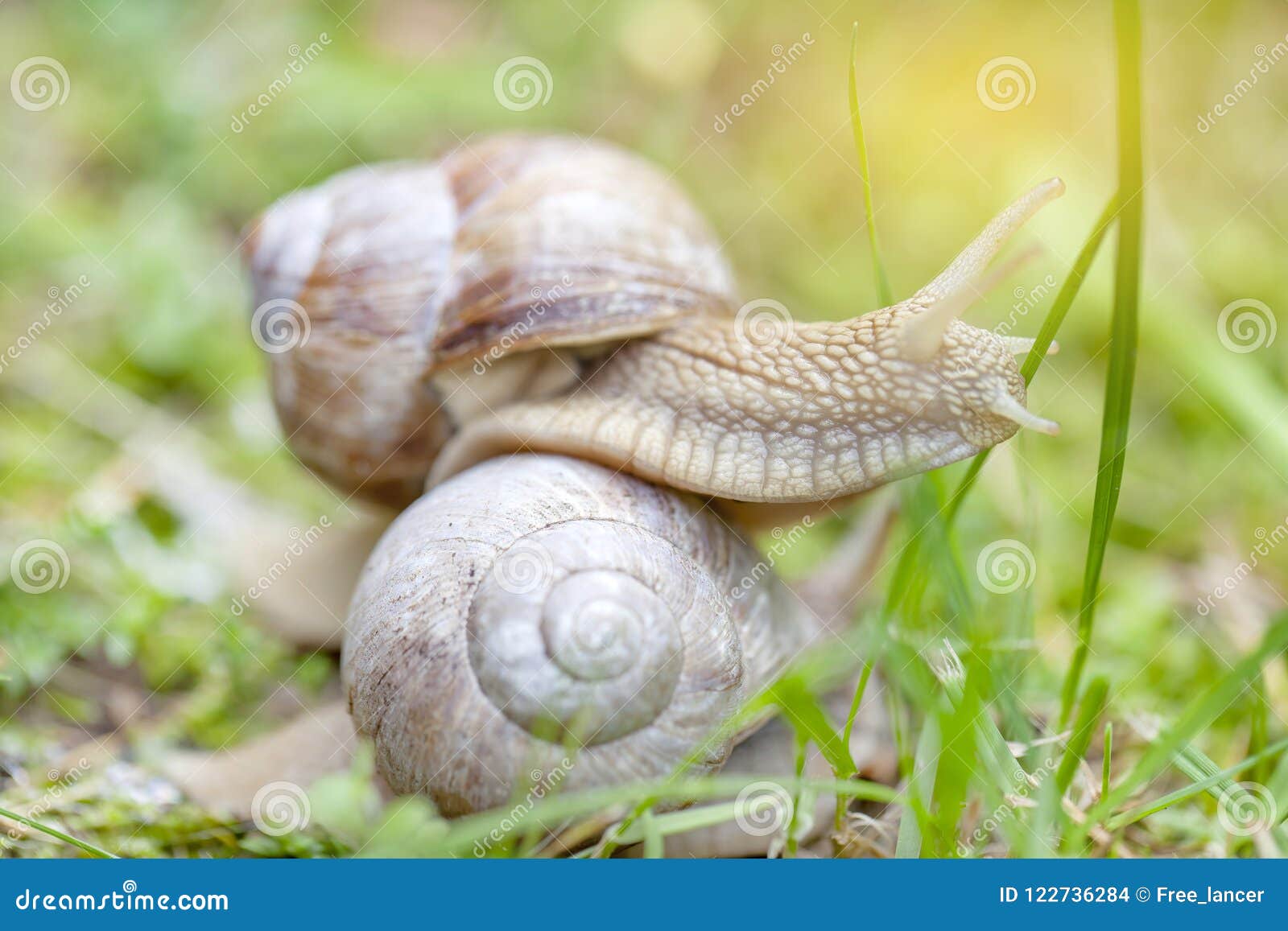 Snails Crawling in the Grass, Shallow Depth of Field Stock Photo ...